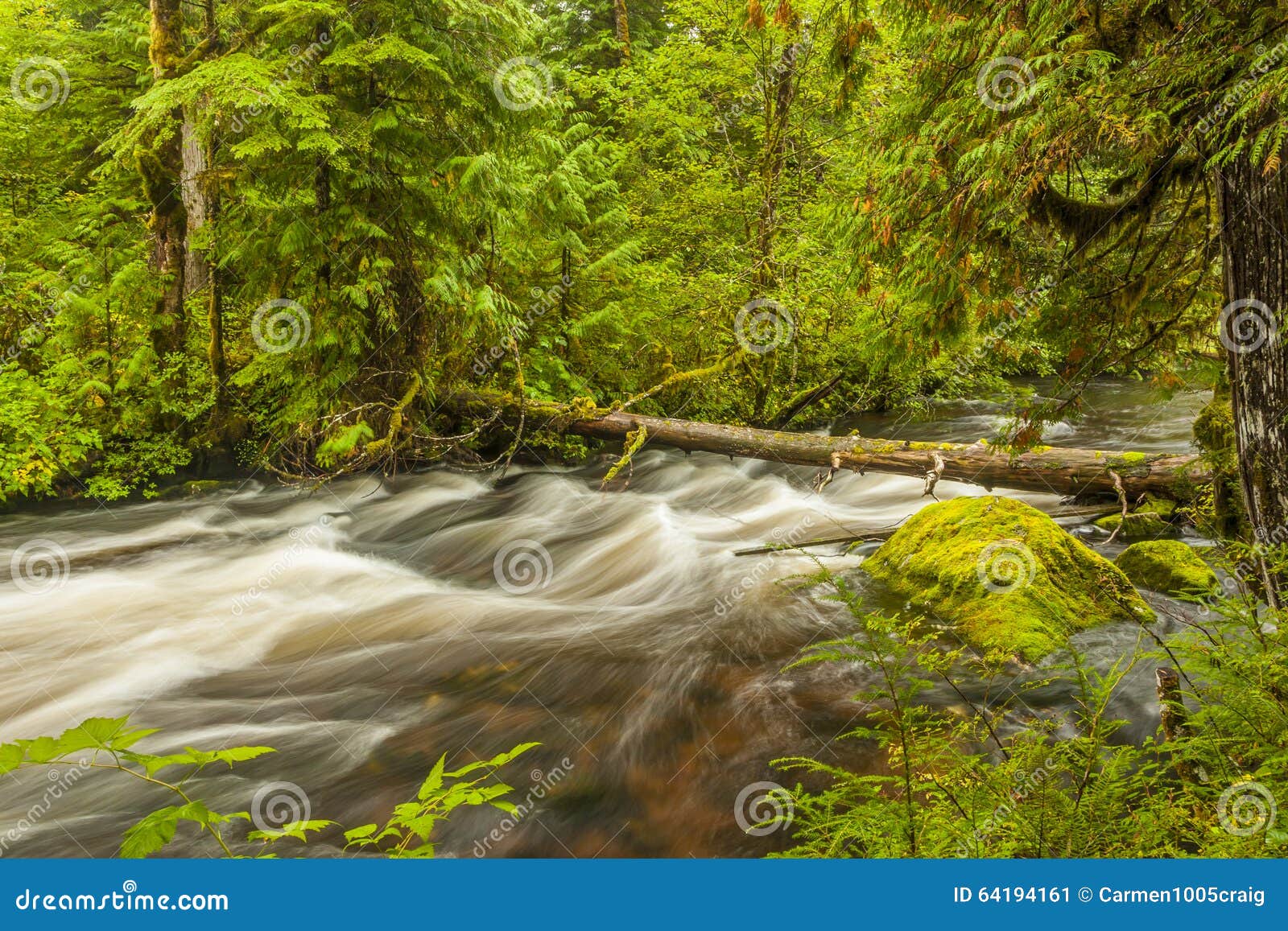Forest Stream stock image. Image of peaceful, rain, canada - 64194161