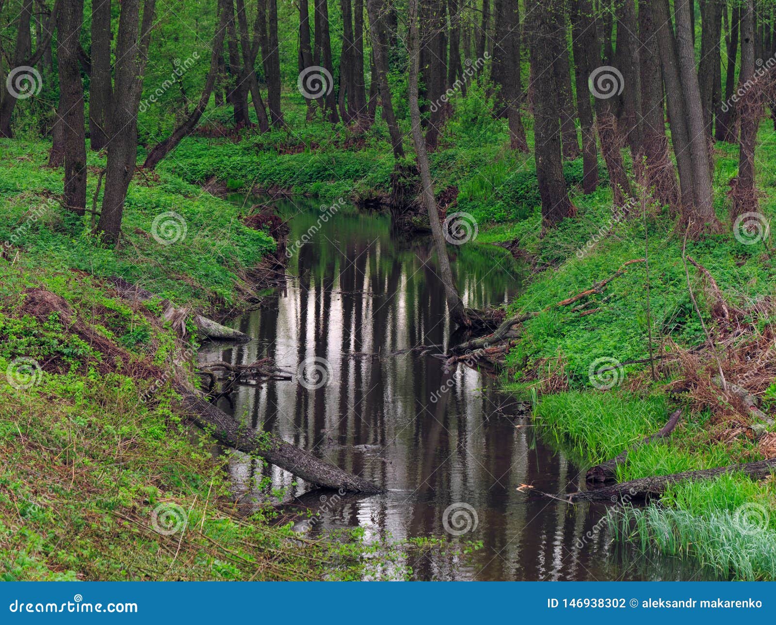 Beautiful Quiet Forest Stream in the Spring Stock Photo - Image of ...