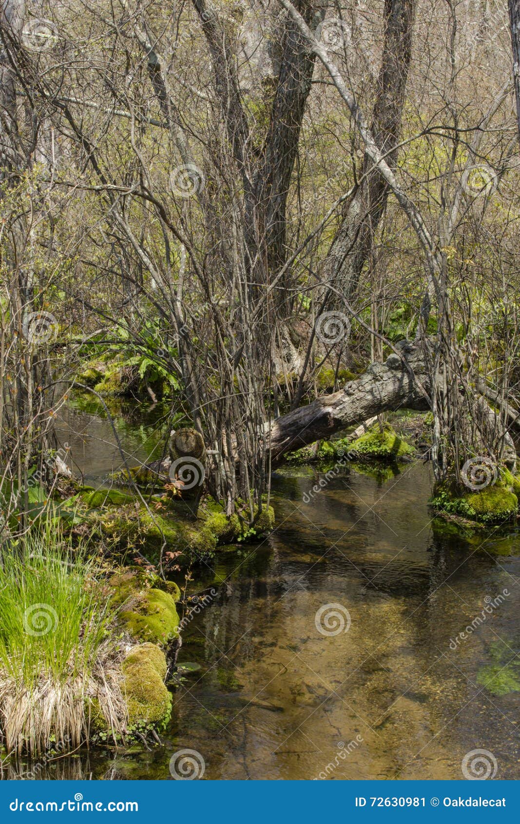Forest Stream Landscape stock image. Image of moss, peaceful - 72630981