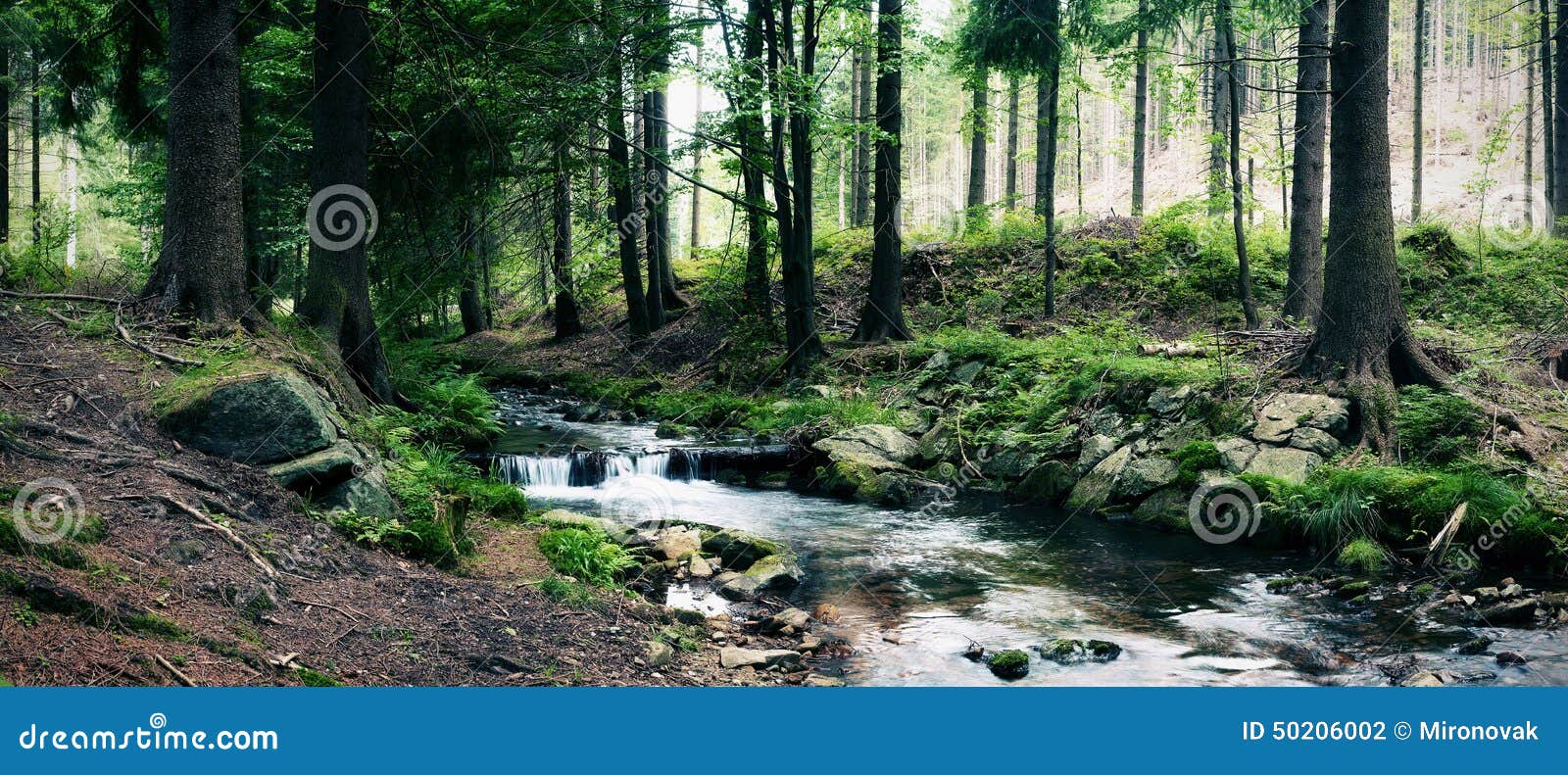 Forest stream stock photo. Image of scene, landscape - 50206002