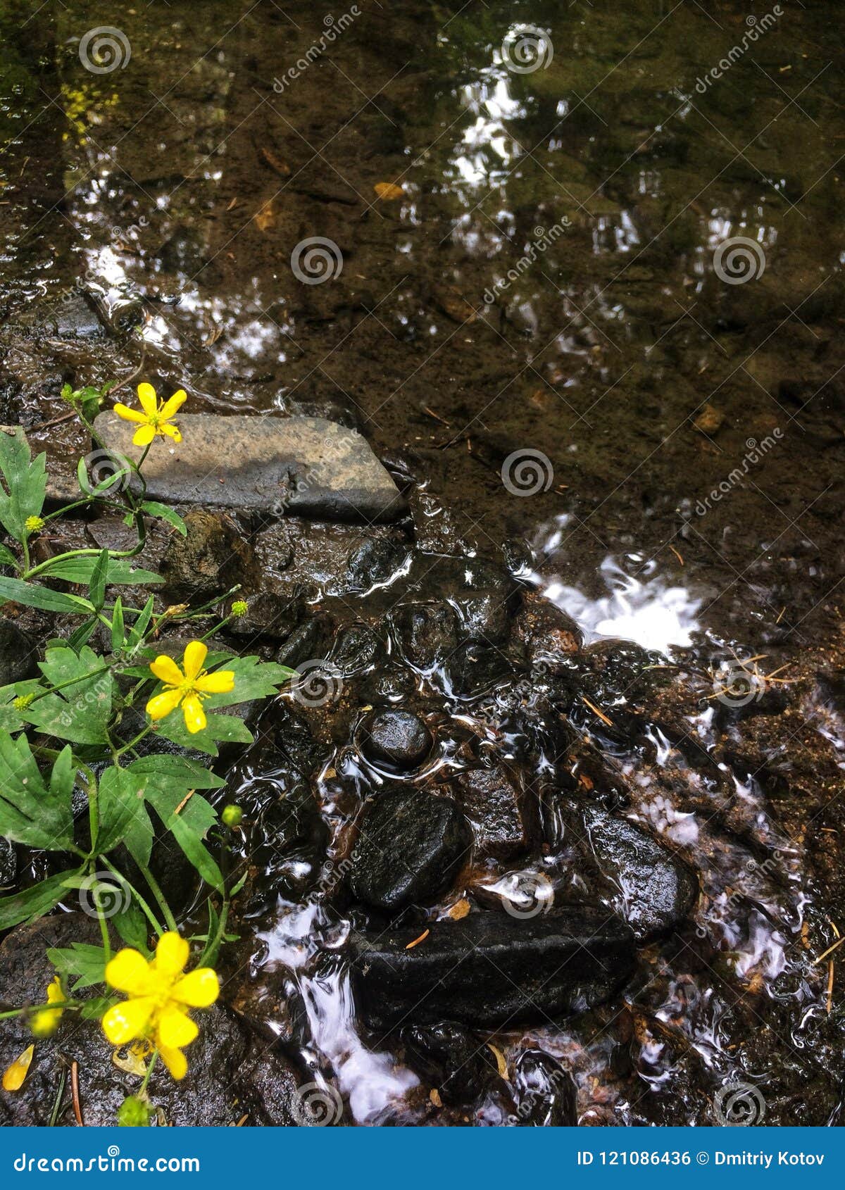 Forest Stream Landscapes Reflections Stock Photo - Image of landscapes ...