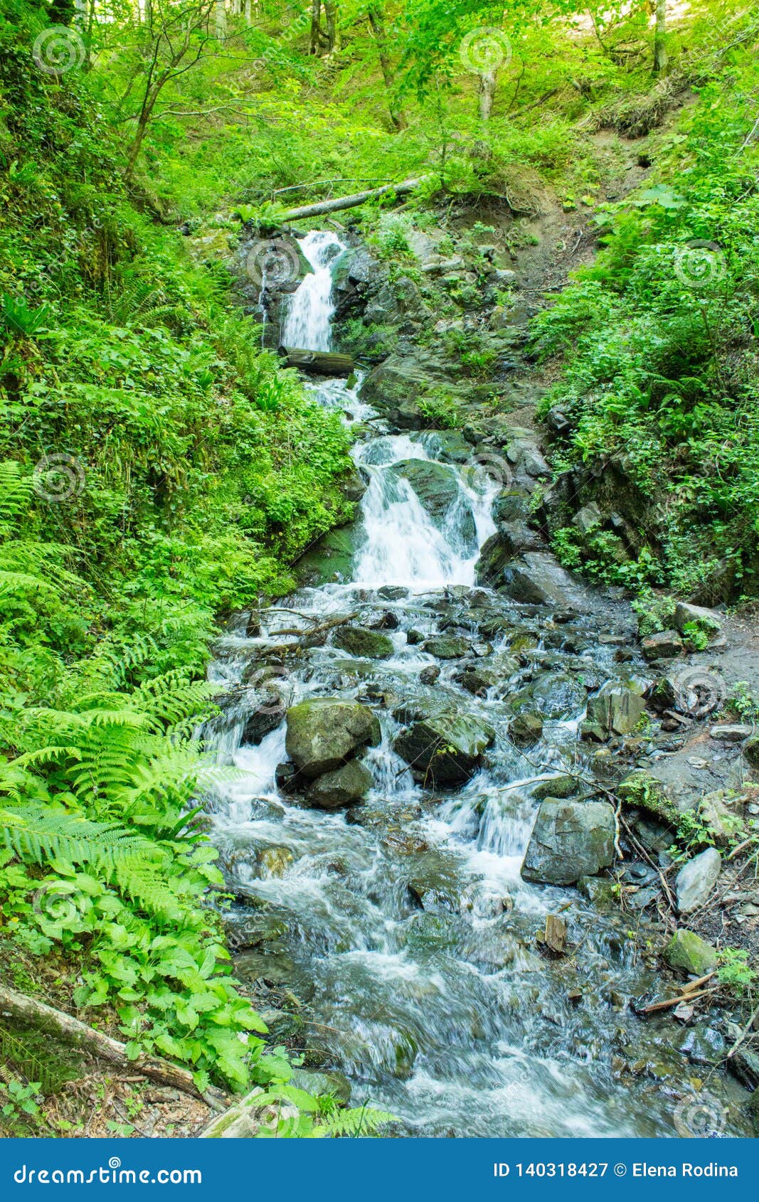 Forest Stream. Mountain Stream among the Green Stock Image - Image of ...