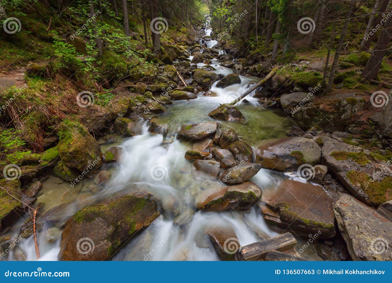 Forest Stream in Mountains at Spring Stock Image - Image of green ...