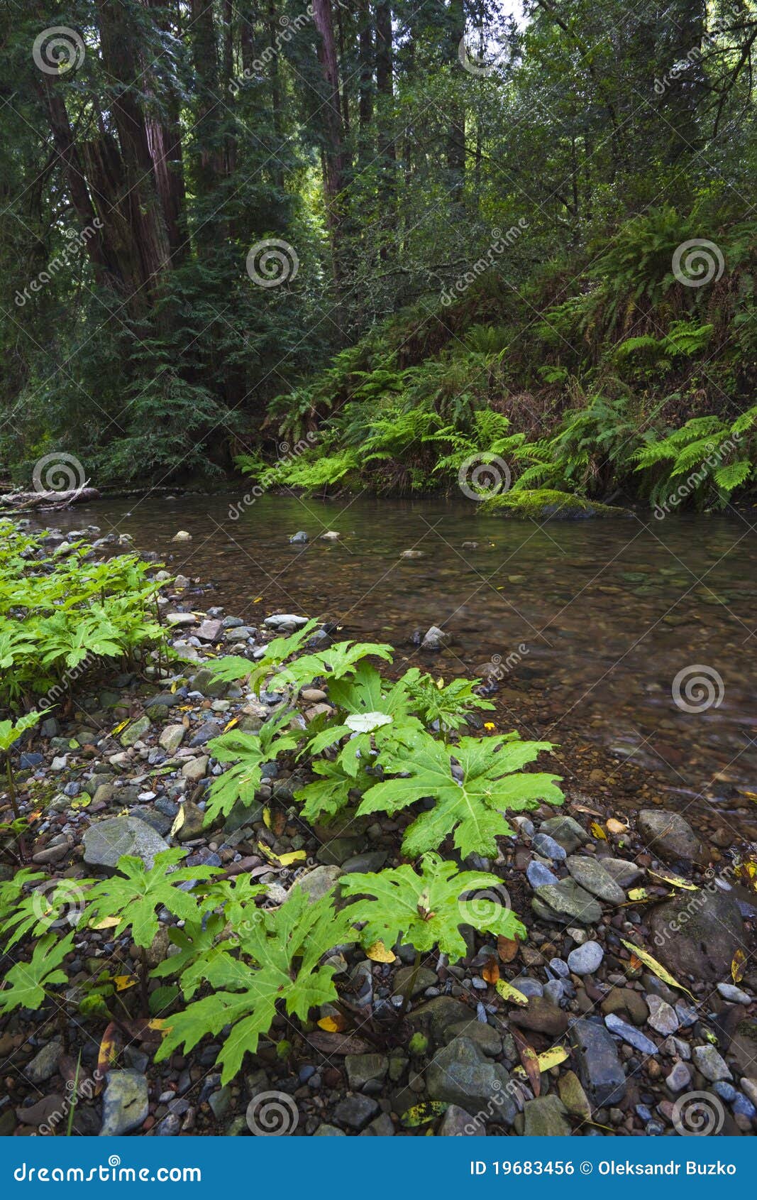 Forest Stream in Northern California Stock Photo - Image of outdoor ...
