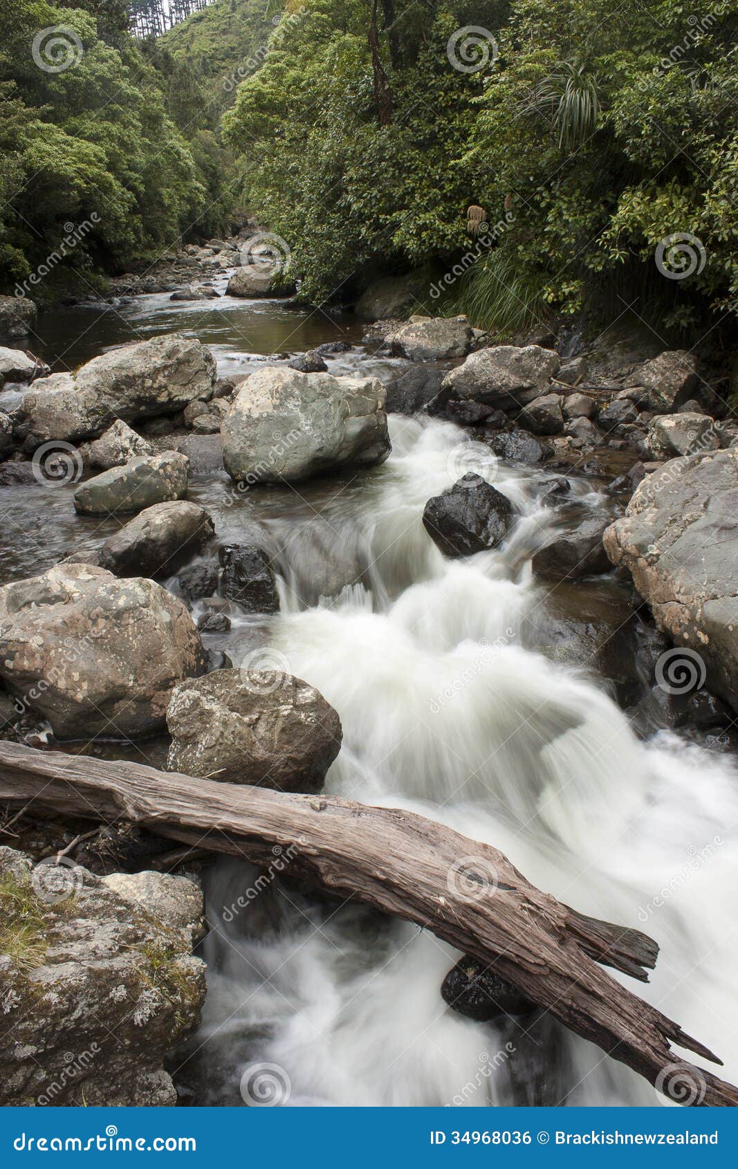 Forest Stream stock photo. Image of water, background - 34968036