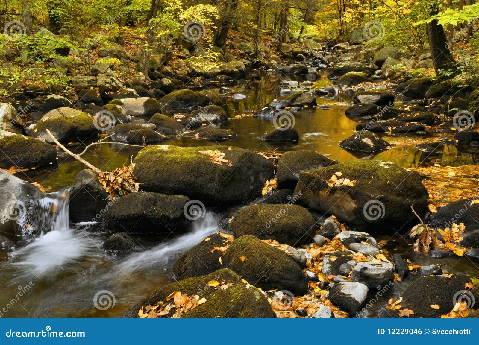 Forest Stream Reflections stock photo. Image of landscape - 12229046