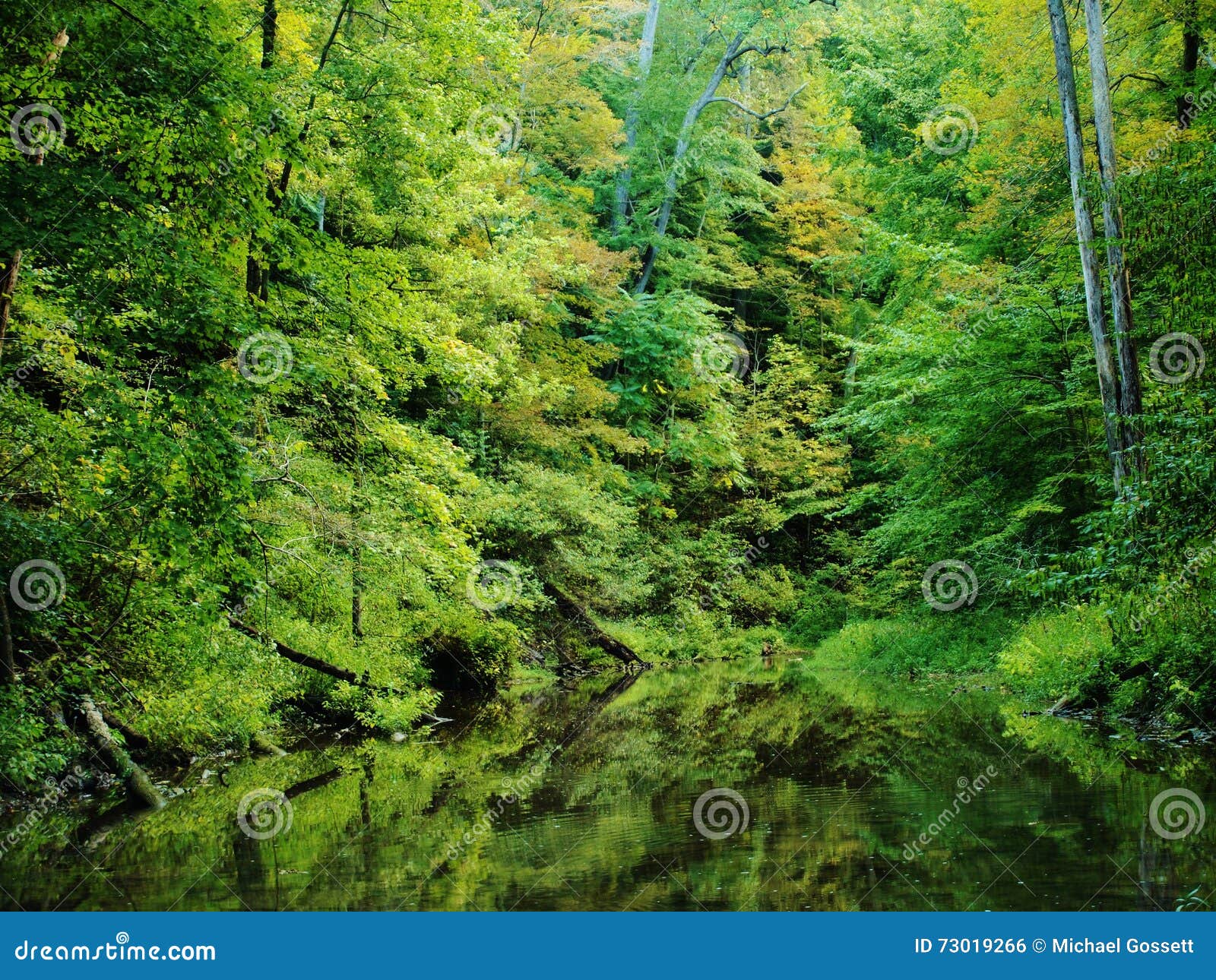 Forest Stream Reflections stock photo. Image of forest - 73019266