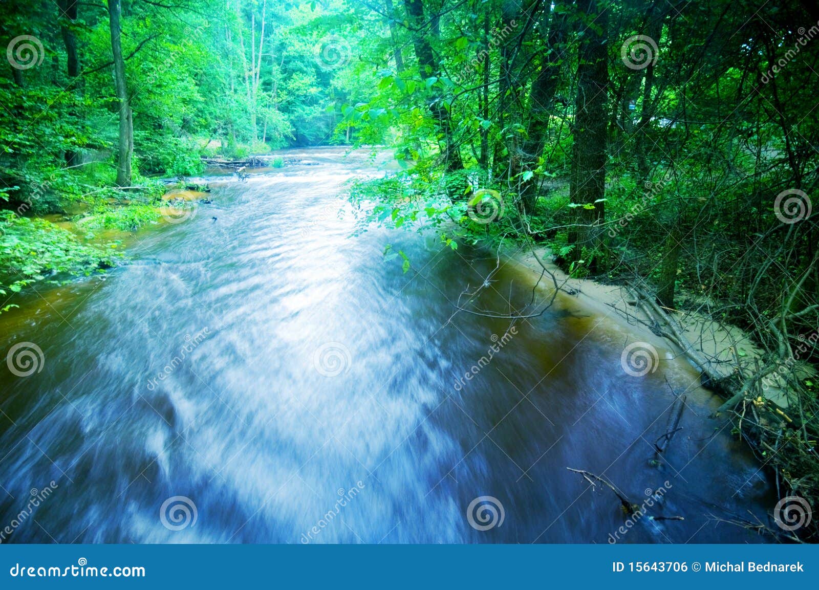 Forest stream running fast stock photo. Image of freedom - 15643706