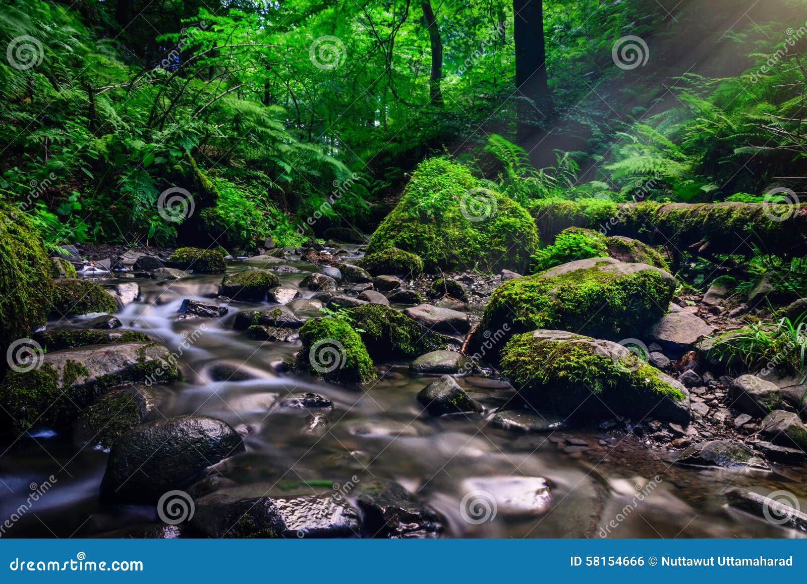 Forest Stream Running Over Mossy Rocks Stock Photo - Image of flow ...