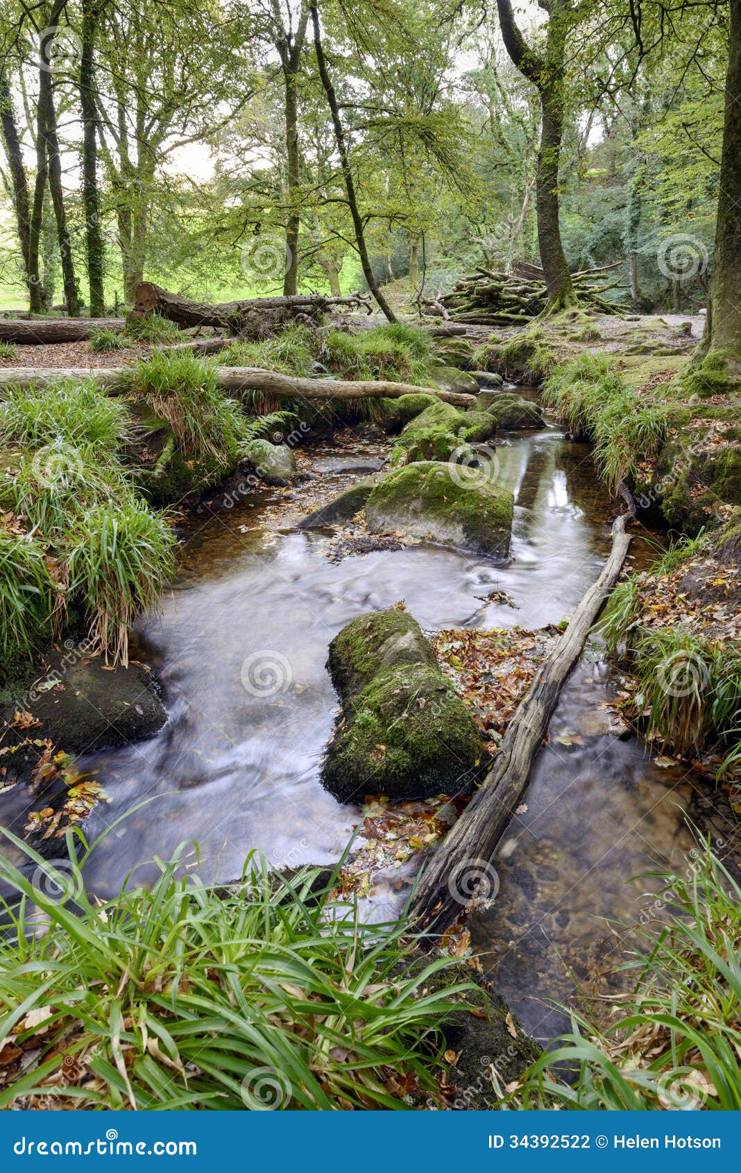 Forest Stream stock photo. Image of flowing, wooden, mossy - 34392522