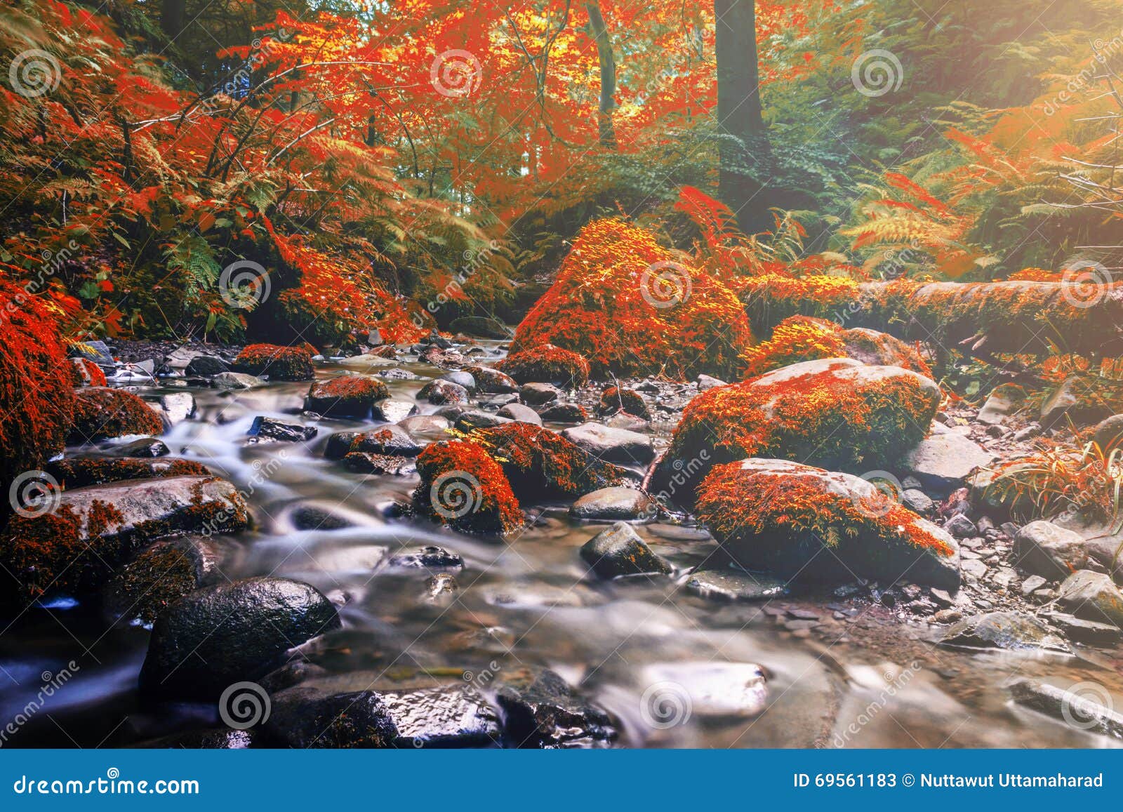 Forest Stream Running Over Mossy Rocks. Stock Image - Image of natural ...