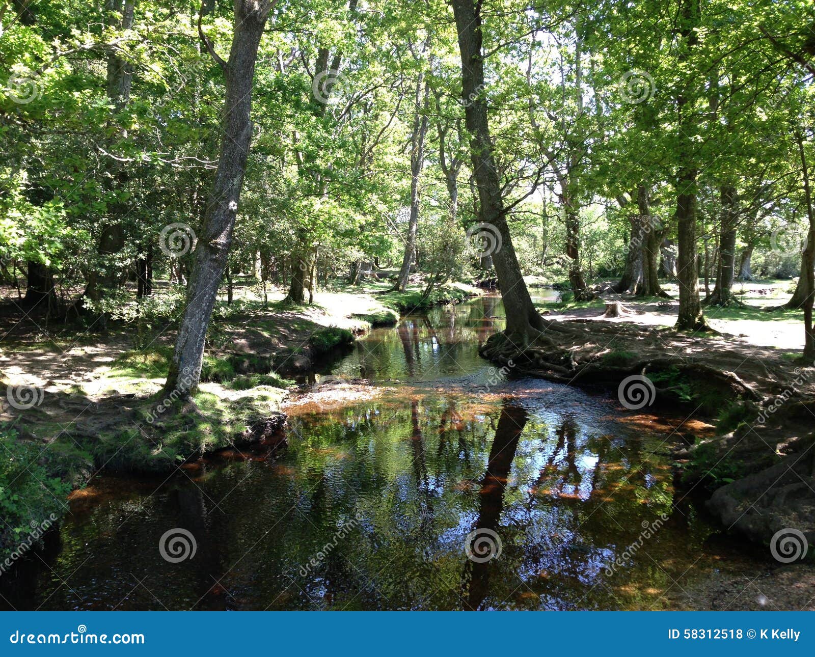 Forest stream stock photo. Image of trees, running, woodland - 58312518