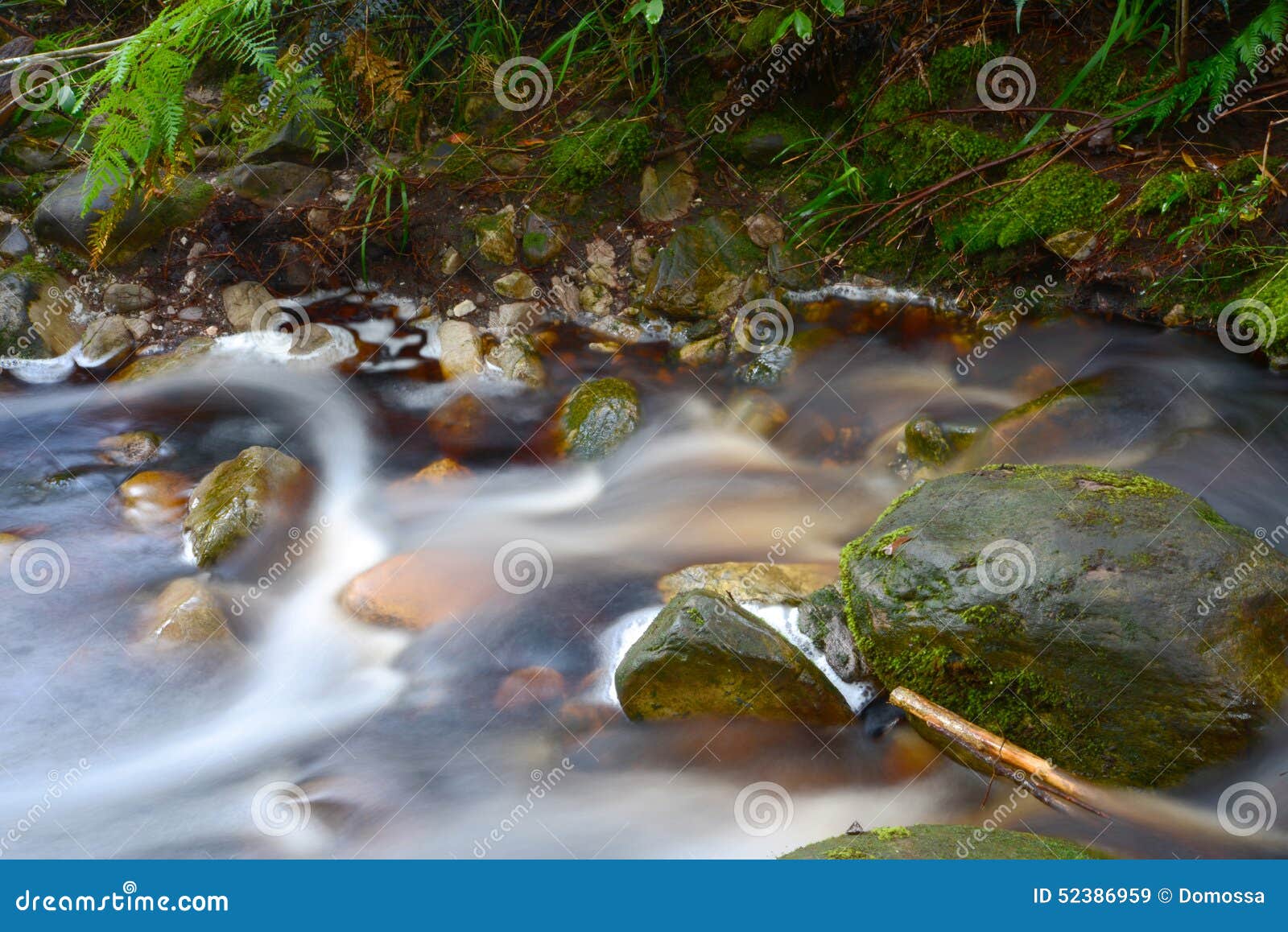 Forest Stream - South Africa Stock Image - Image of leaf, stream: 52386959