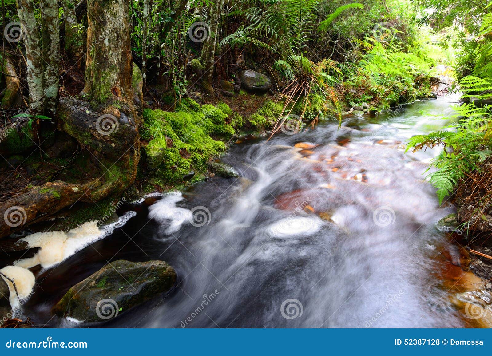 Forest Stream - South Africa Stock Photo - Image of nature, fresh: 52387128