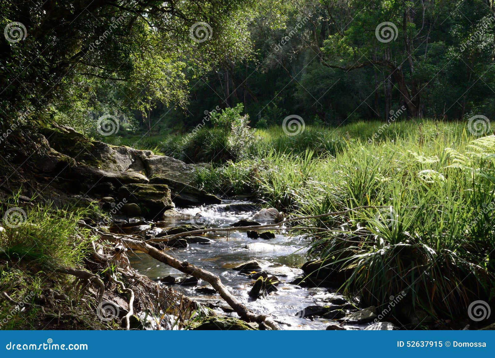 Forest Stream - South Africa Stock Image - Image of moss, nature: 52637915