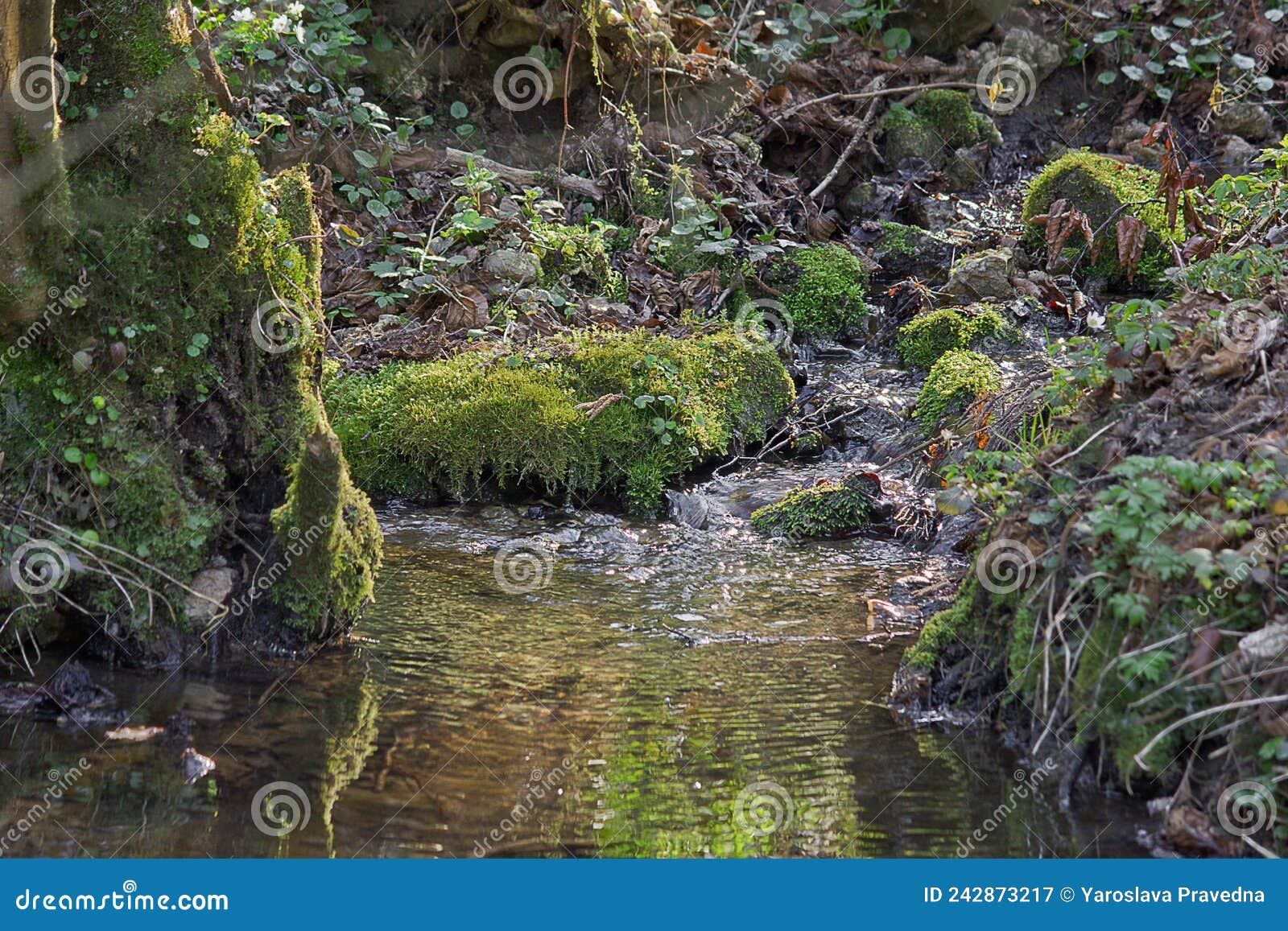 Forest Stream with Spring Flowers Stock Image - Image of nature, plant ...