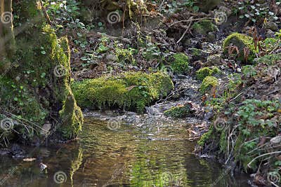 Forest Stream with Spring Flowers Stock Image - Image of nature, plant ...