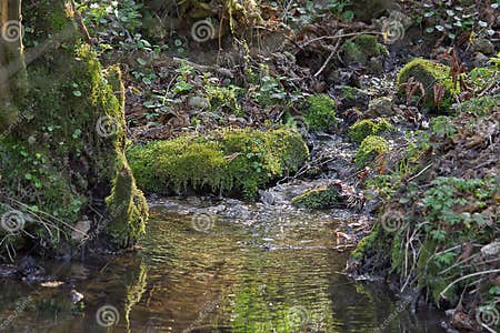 Forest Stream with Spring Flowers Stock Image - Image of nature, plant ...