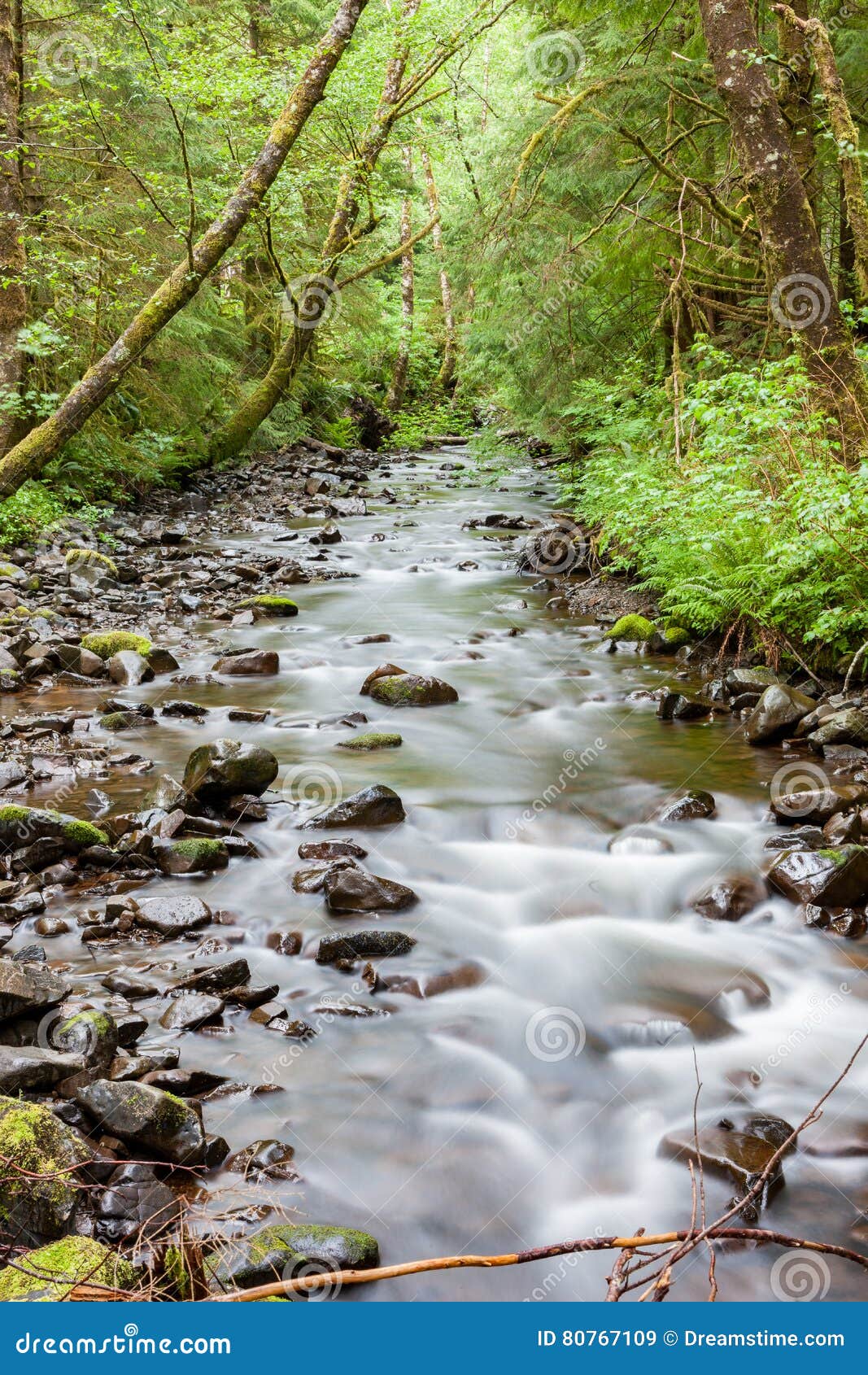 Forest Stream in the Summer 2 Stock Image - Image of plants, river ...