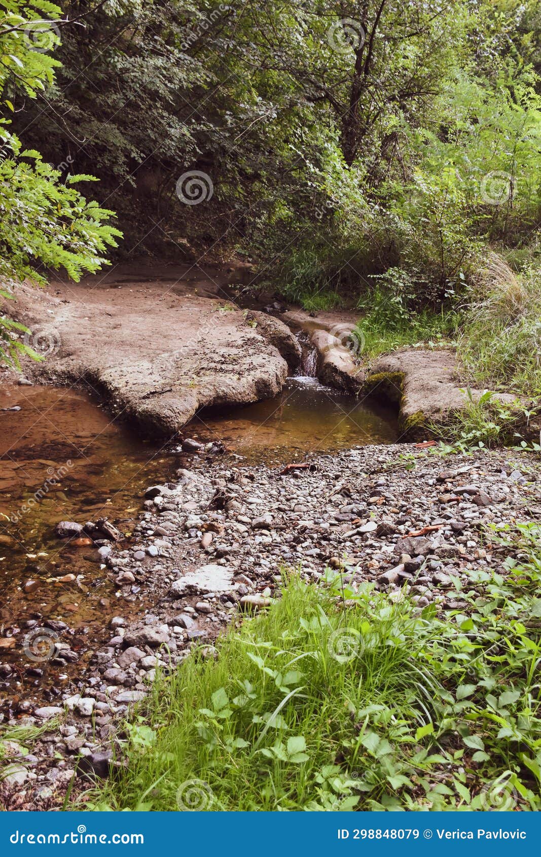 Forest Stream. Summer Forest Landscape Stock Image - Image of scenic ...