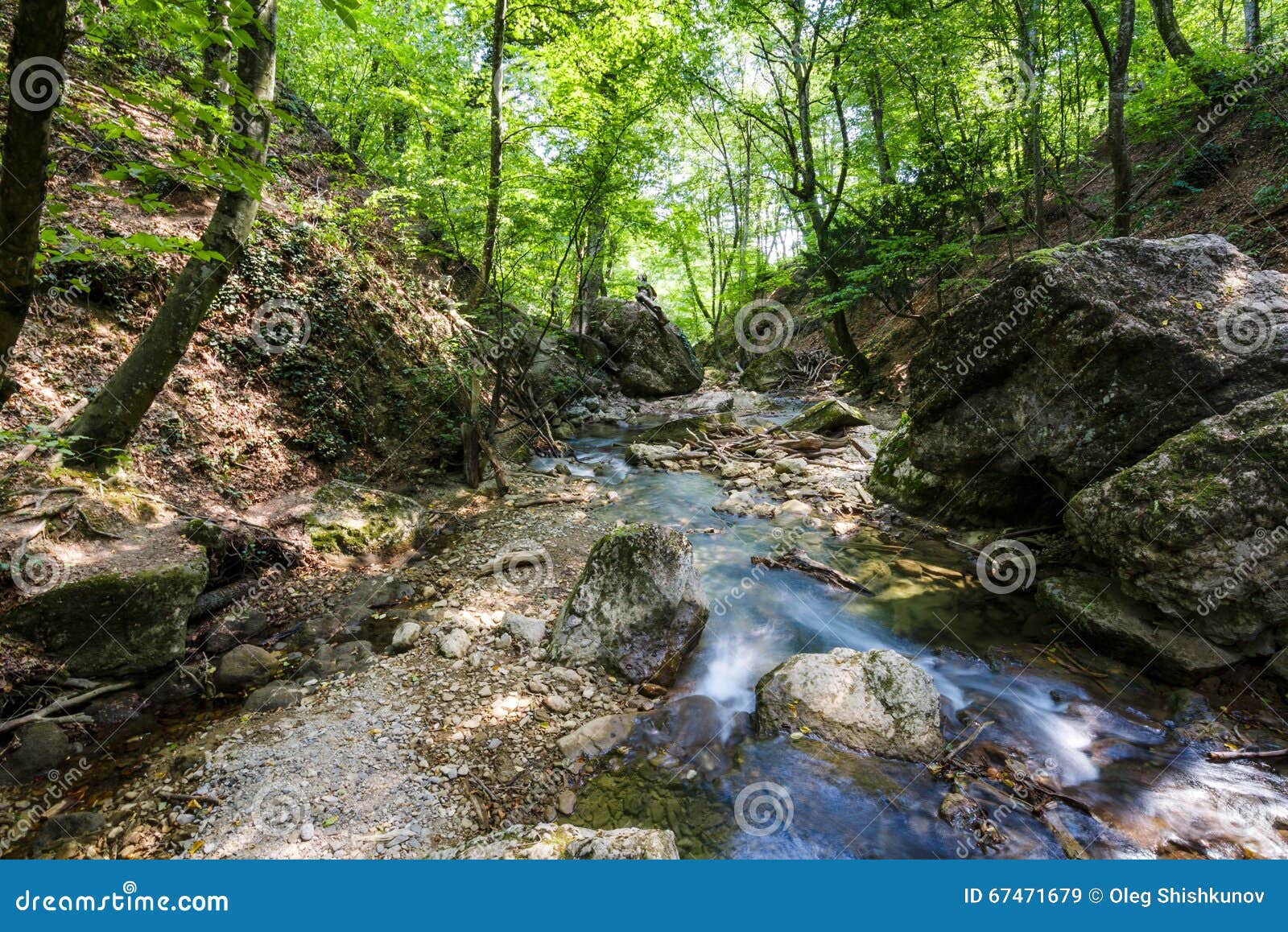 Forest stream in summer stock image. Image of river, leisure - 67471679