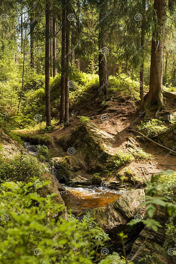 Forest stream in summer stock image. Image of woods, coniferous - 62412931
