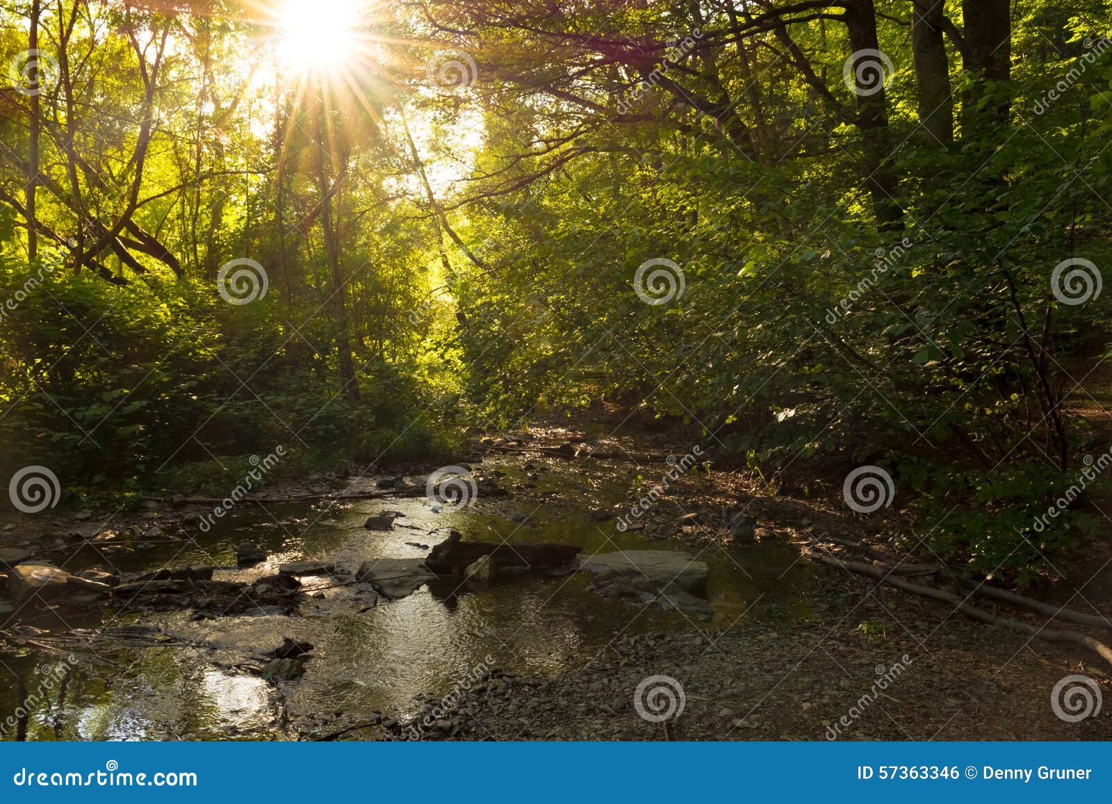 Forest Stream with Sunlight Stock Photo - Image of growth, season: 57363346