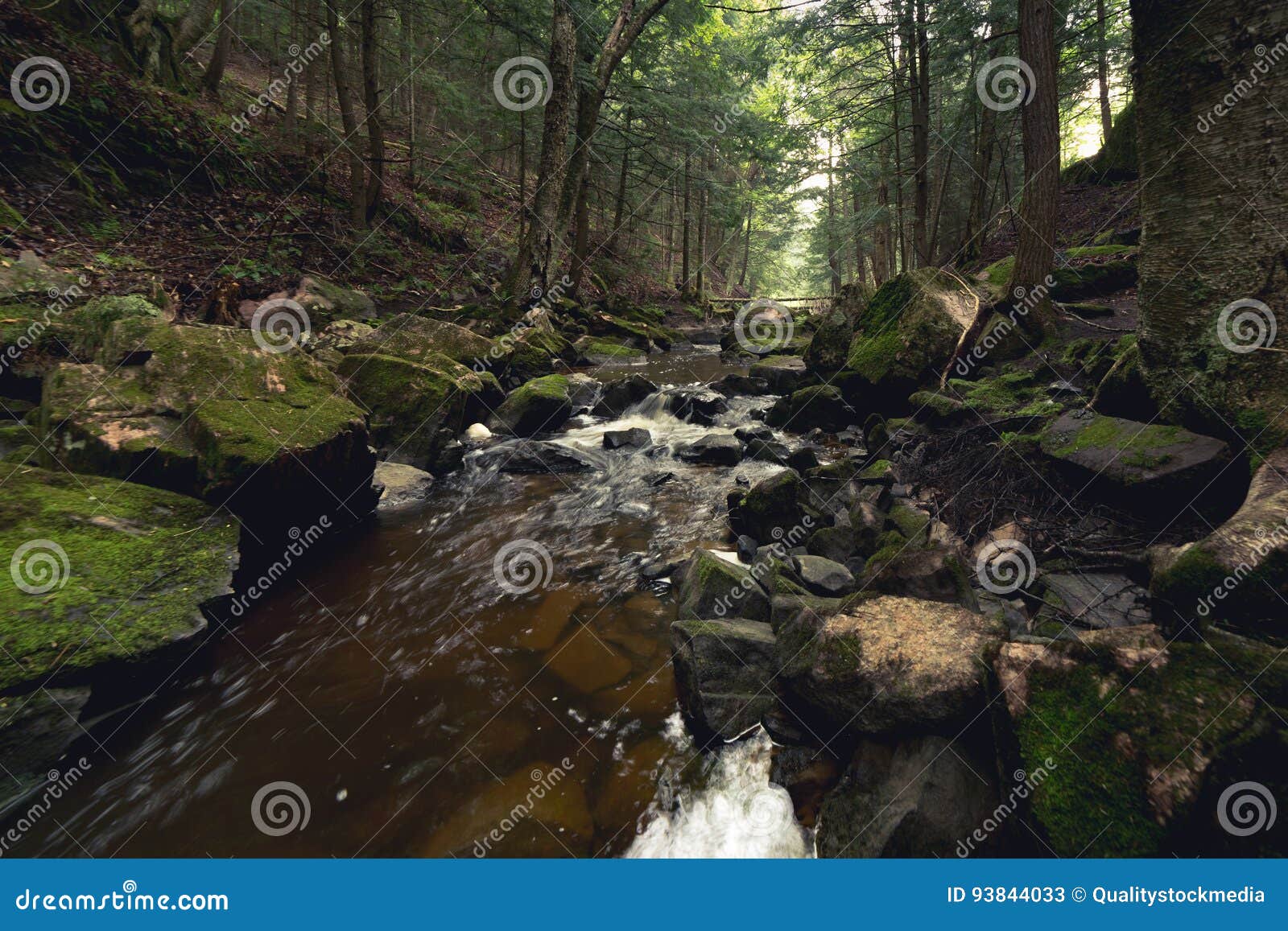 Forest Stream at Sunrise stock image. Image of moving - 93844033