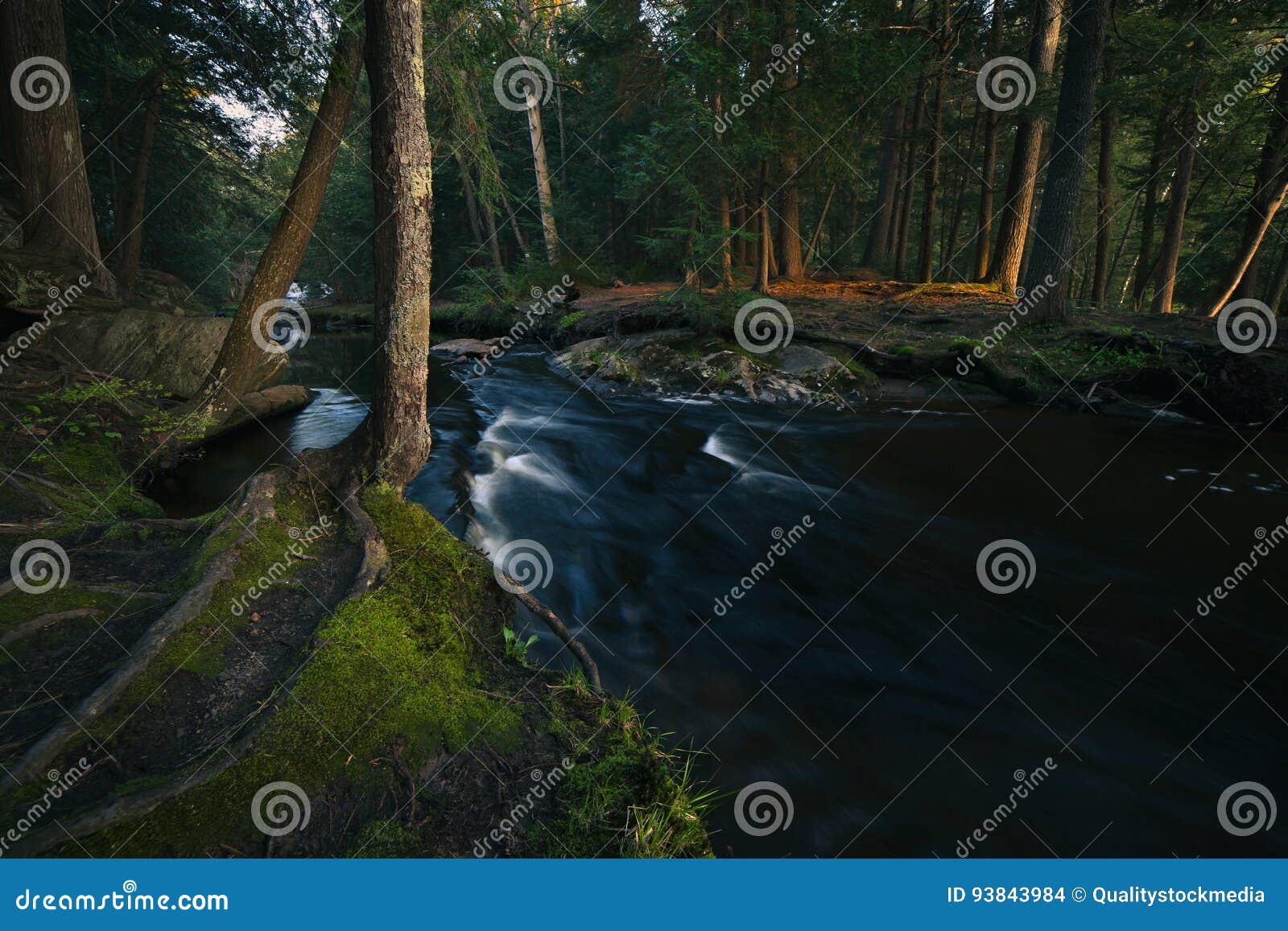 Forest Stream at Sunset stock photo. Image of sunset - 93843984