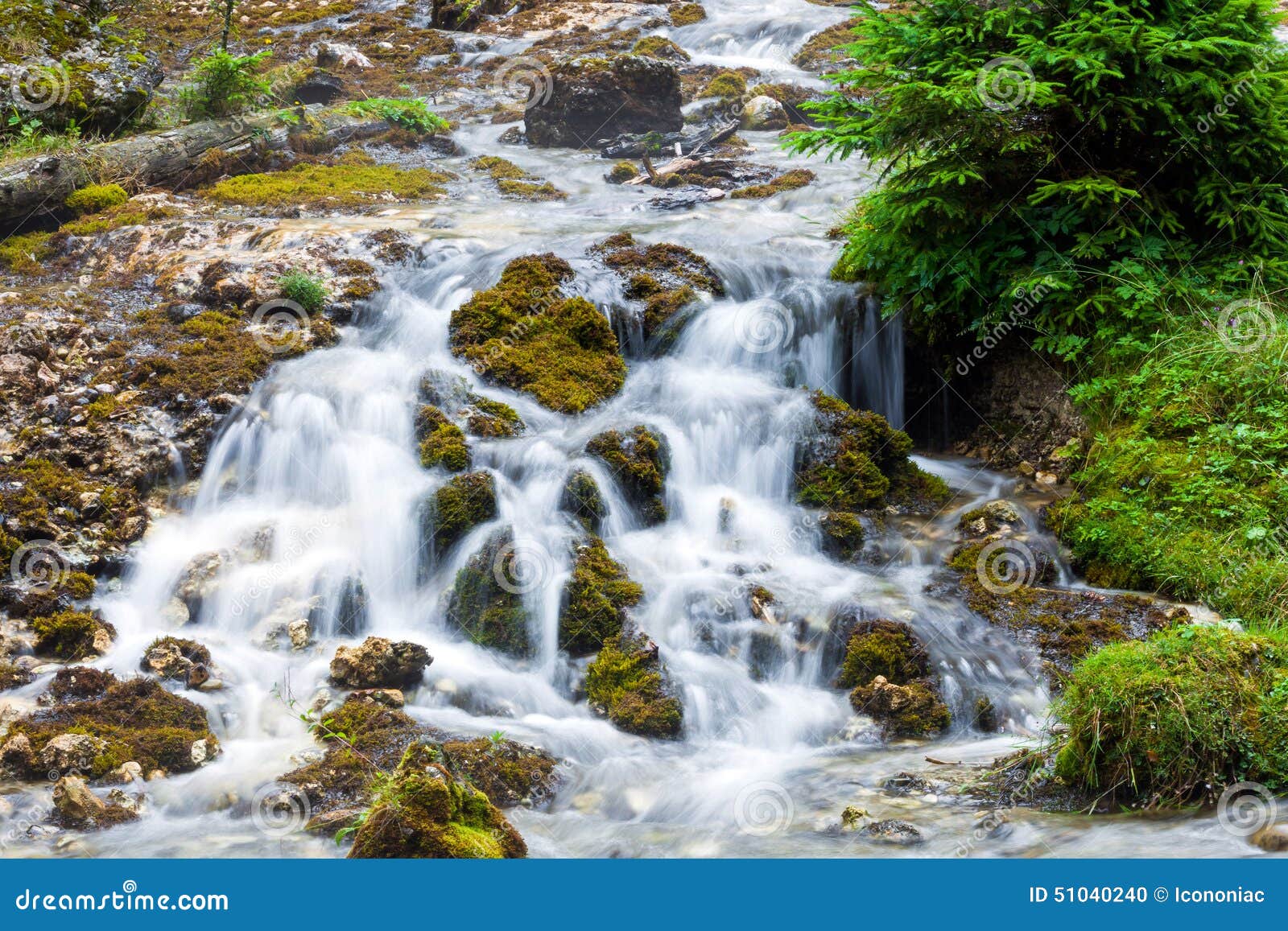 Forest Stream Surrounded by Vegetation Stock Photo - Image of river ...