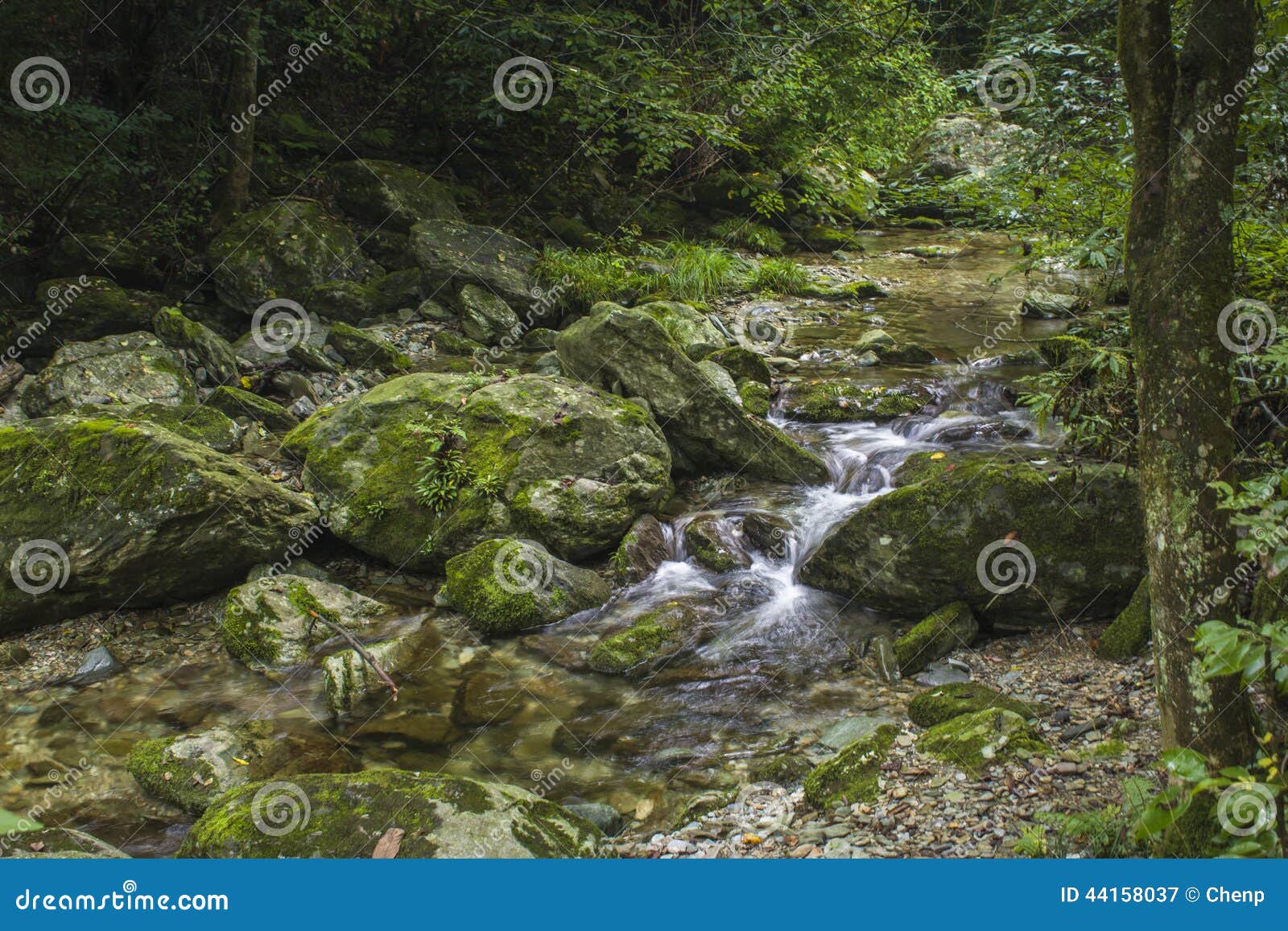 Forest streams stock image. Image of green, flowing, forest - 44158037