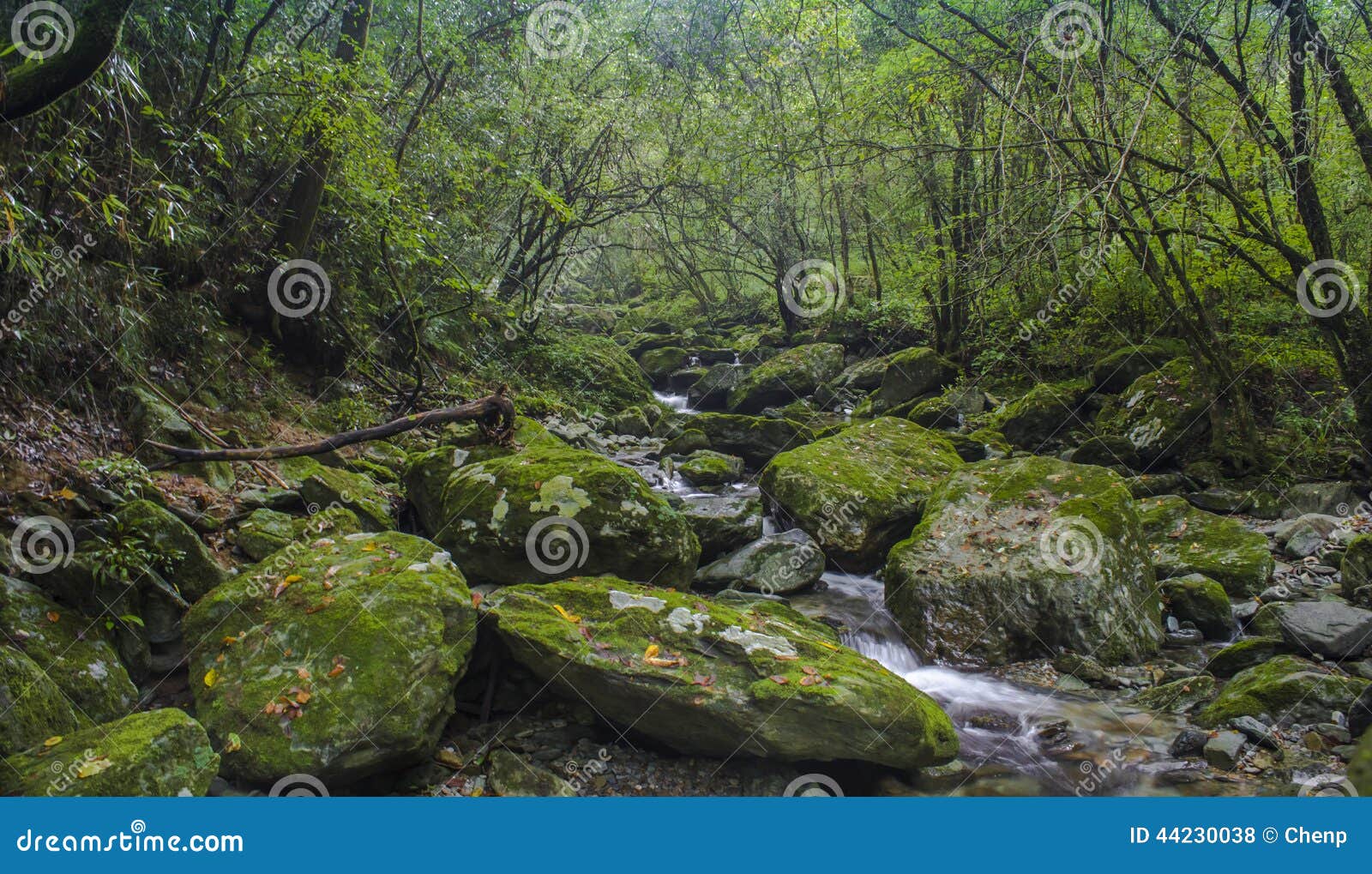 Forest streams stock photo. Image of shrubs, creek, fresh - 44230038