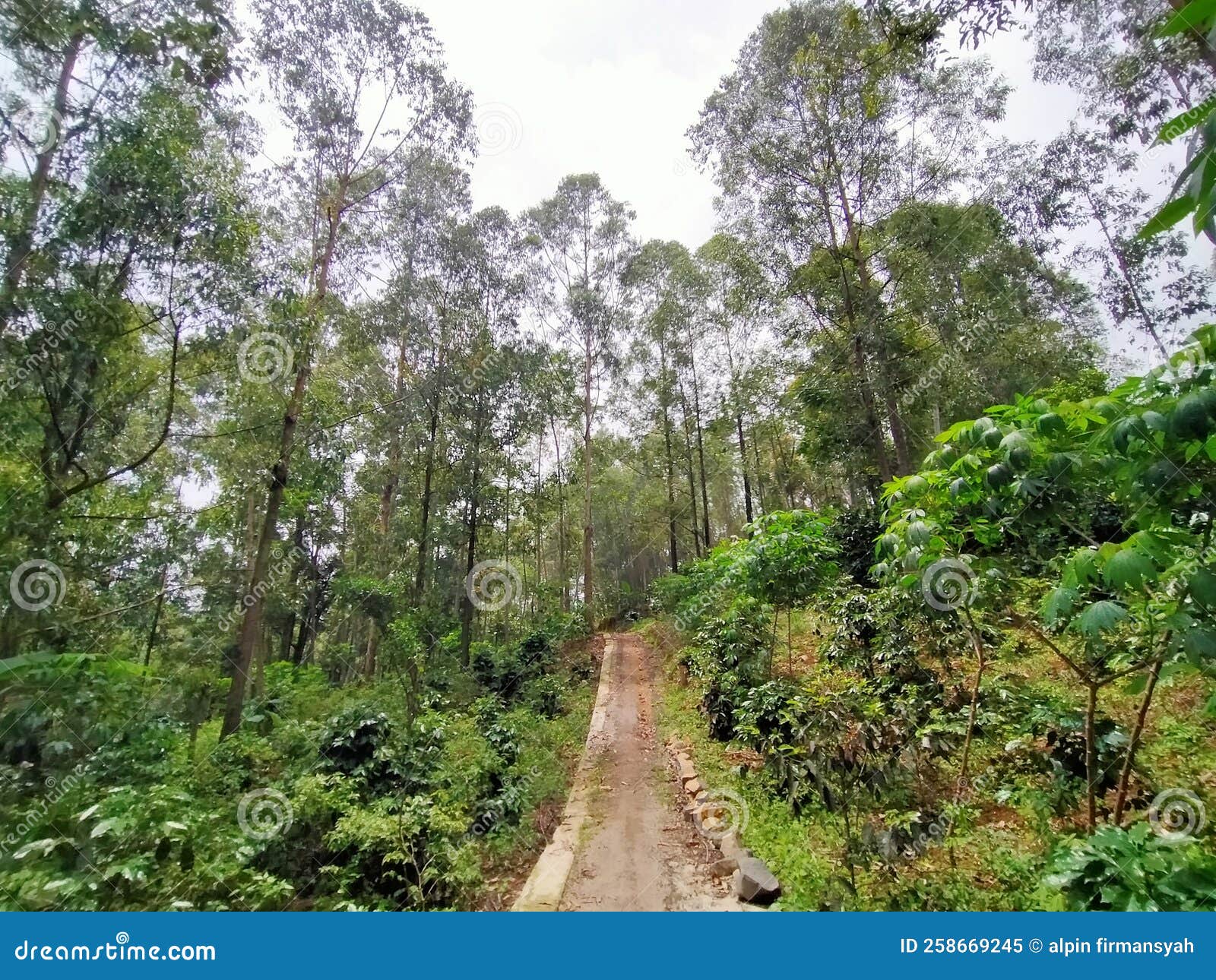 Forest Street with Farm and Trees Background Stock Image - Image of ...