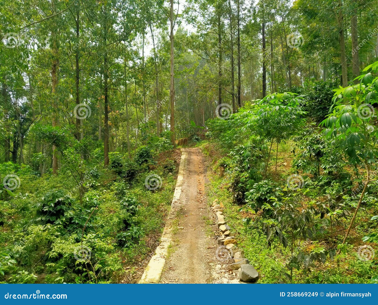 Forest Street with Farm and Trees Background Stock Image - Image of ...