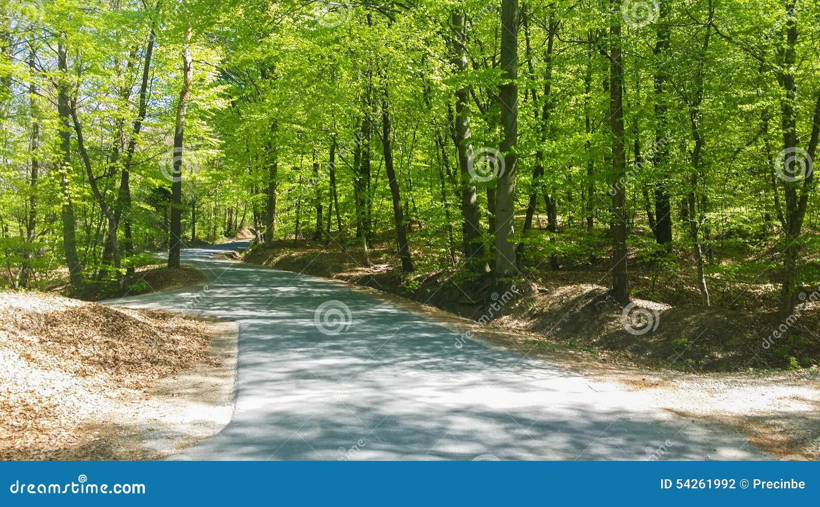 Forest stock photo. Image of tree, street, forest, spring - 54261992