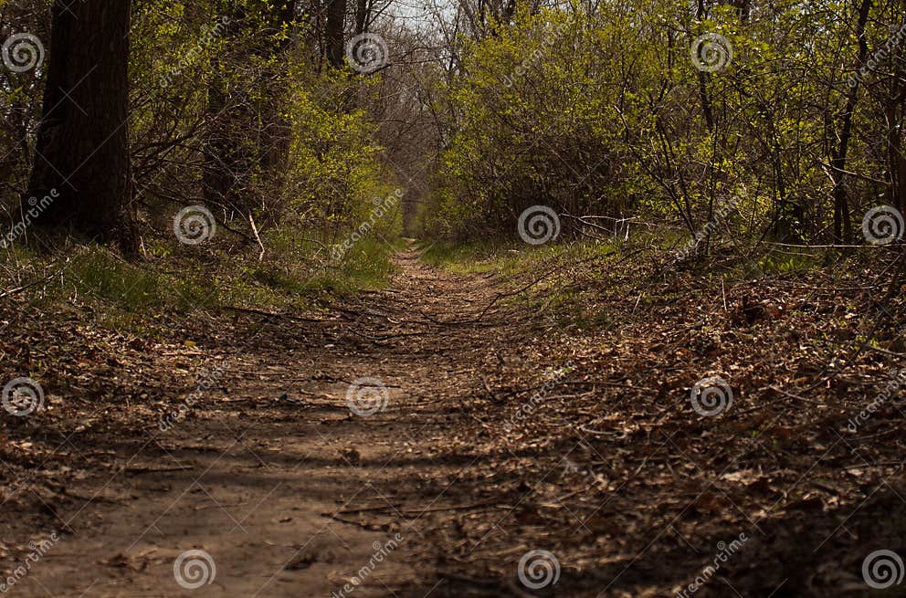 In the Forest Strip, the Path Goes into the Distance Stock Image ...