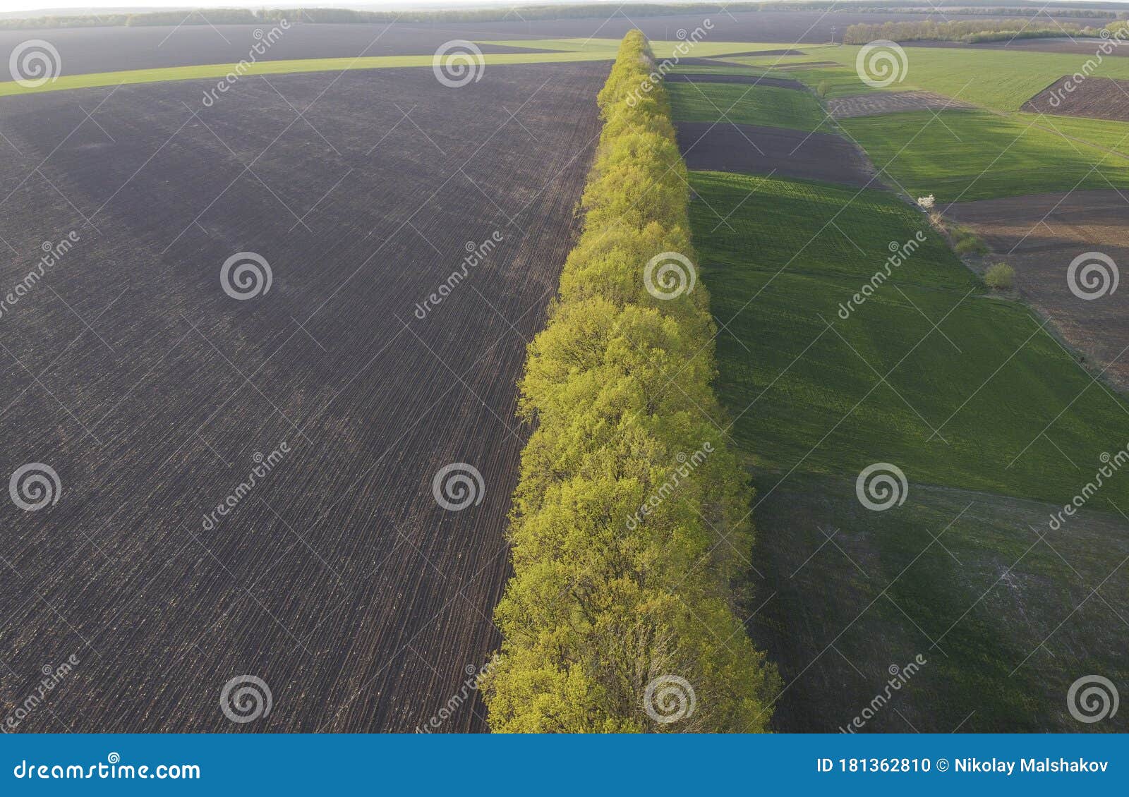 A Forest Strip that Separates the Field from Small Fields with Crops ...