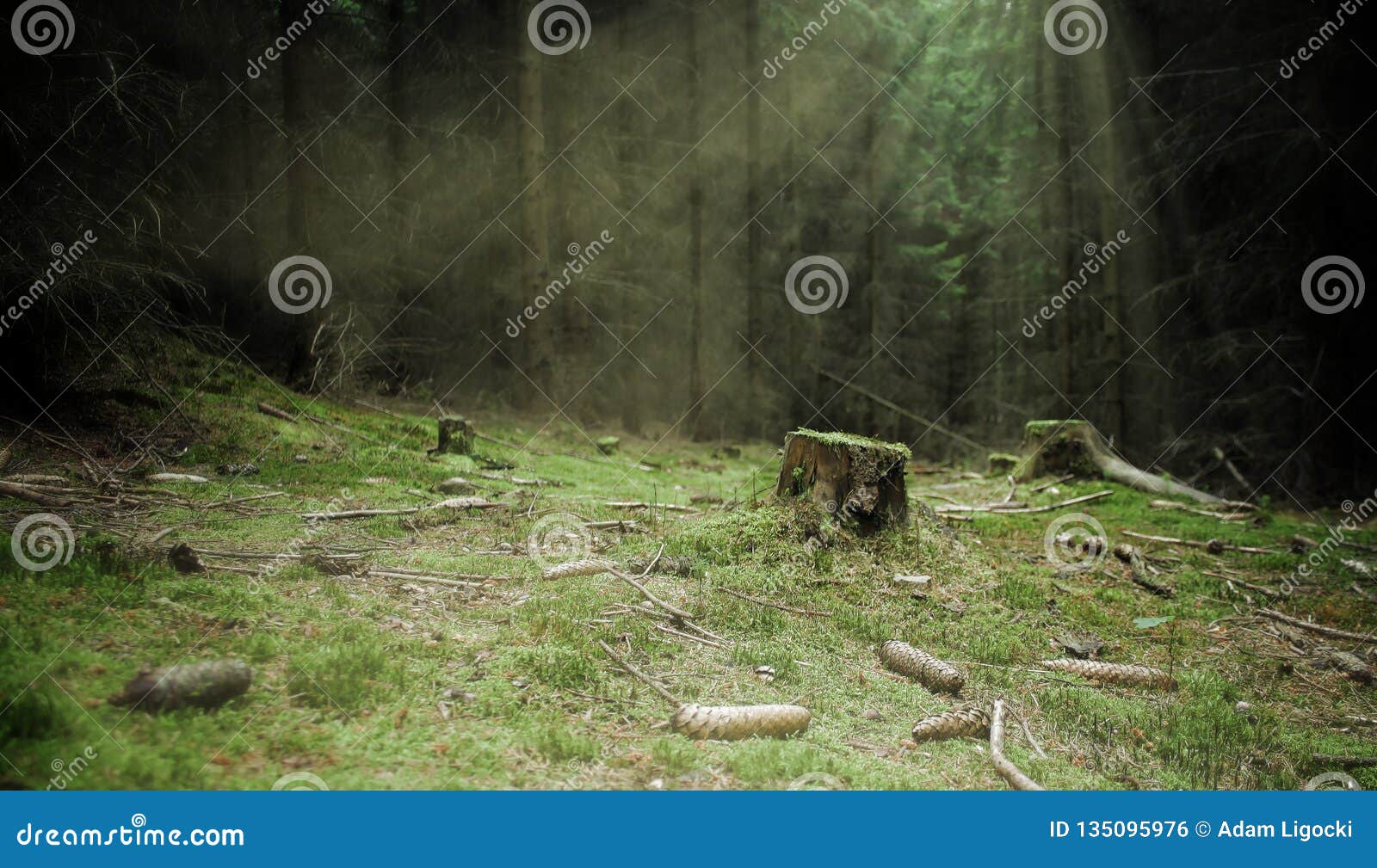 Forest Stump in Dark Forrest Stock Photo - Image of stump, wood: 135095976
