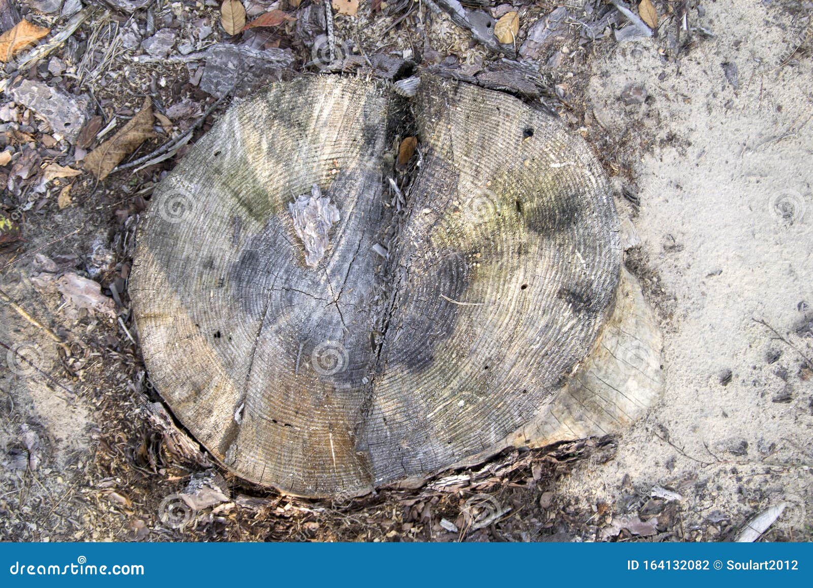 Forest Stump, Deforestation. Stock Photo - Image of autumn, glade ...