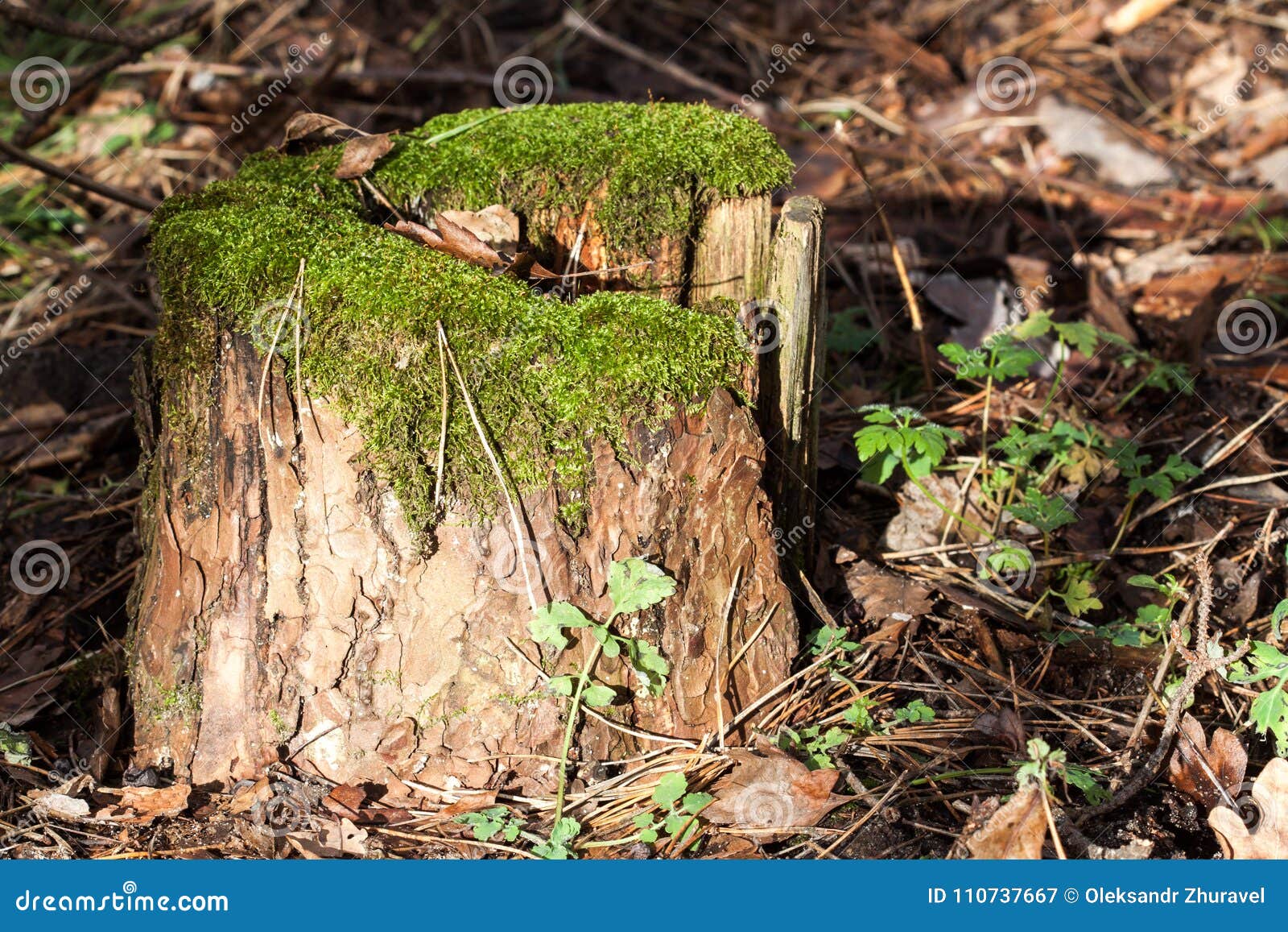 Forest stump stock image. Image of landscape, outdoor - 110737667