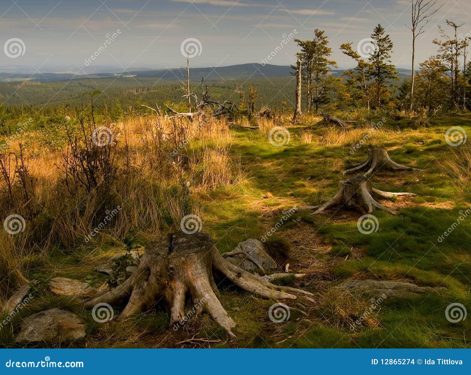 Forest with stumps stock photo. Image of flora, green - 12865274