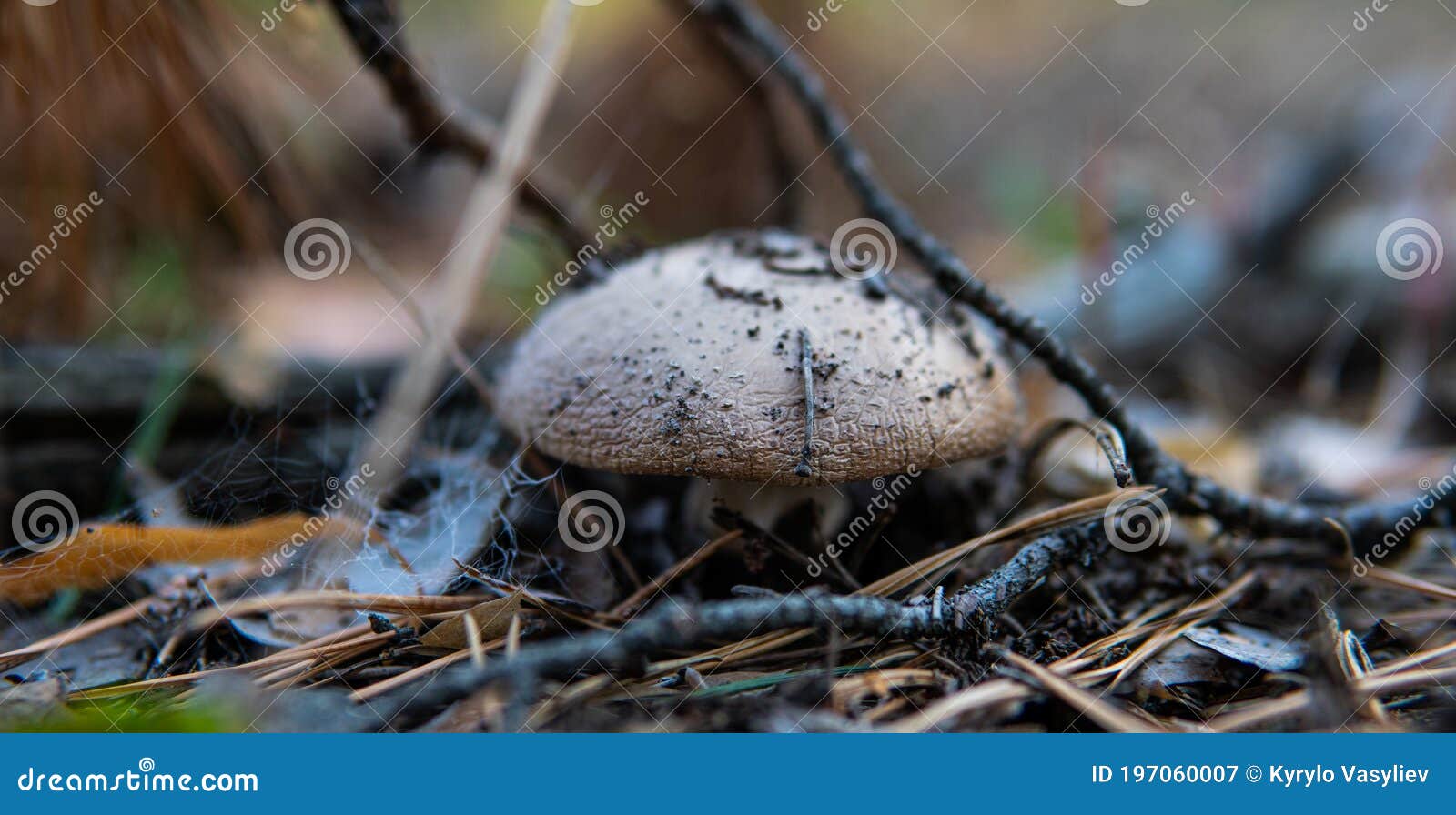 .forest Substrates for Mushroom Germination. Fungi and Their Habitat ...