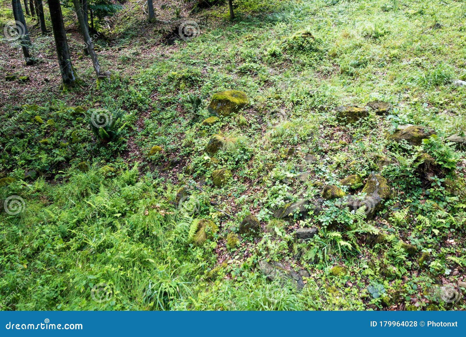 Forest in Suior Area, Romania, Spring Cold Day Stock Photo - Image of ...