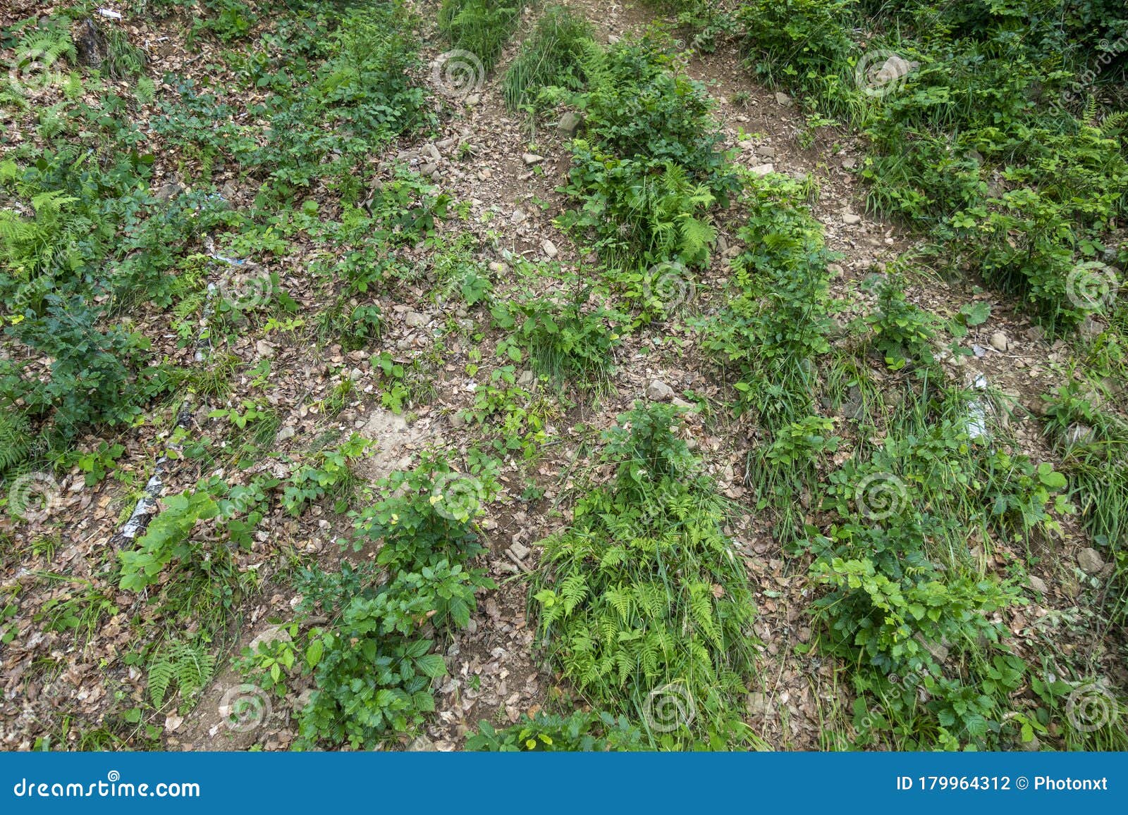 Forest in Suior Area, Romania, Spring Cold Day Stock Photo - Image of ...