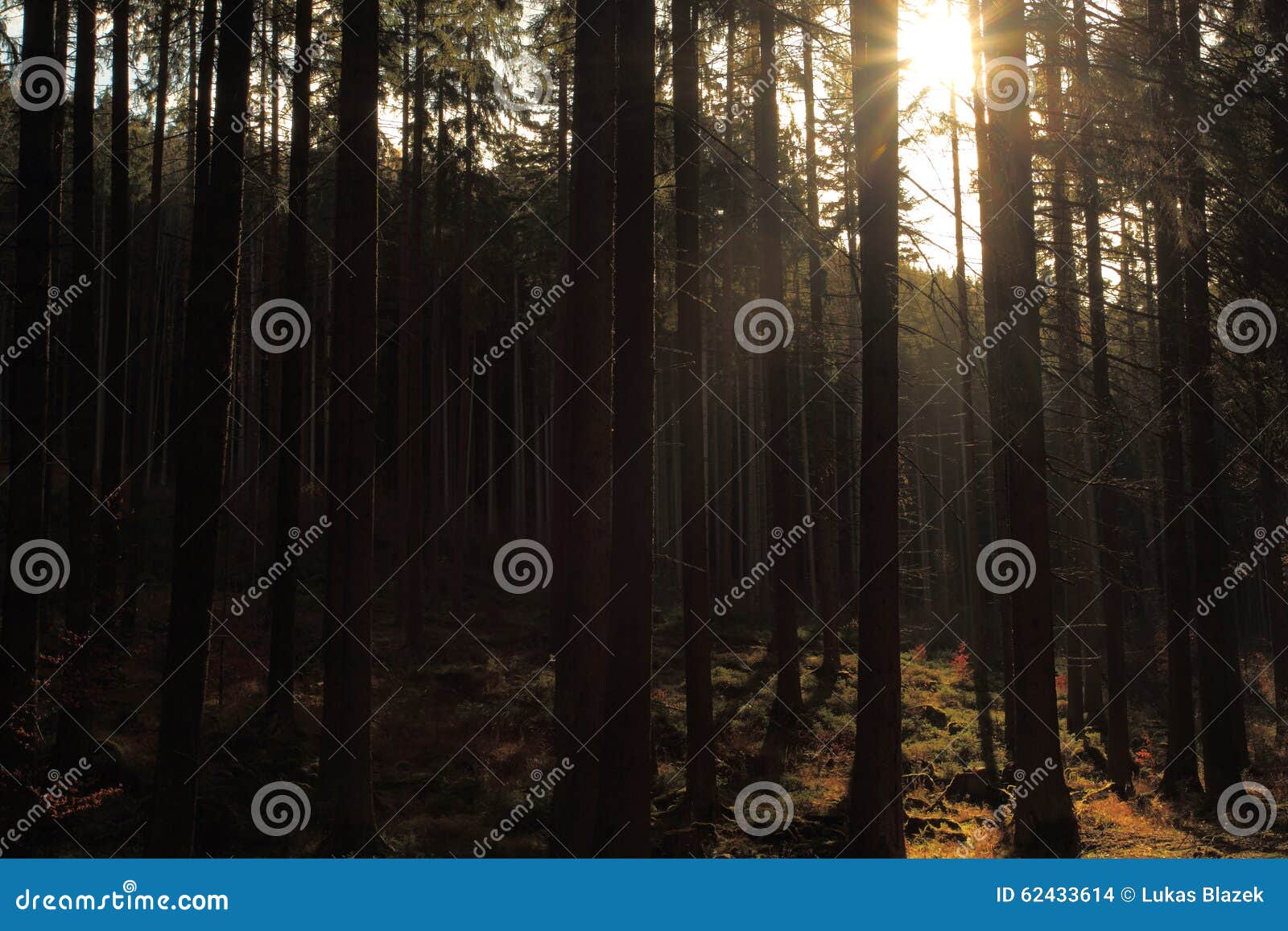 Forest in Sumava National Park Stock Photo - Image of tree, park: 62433614