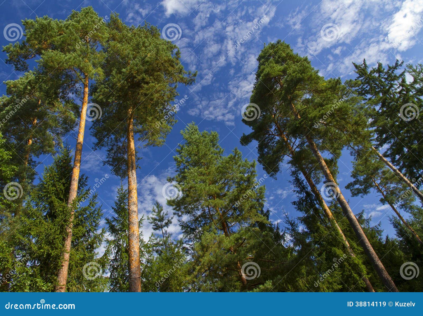 Forest stock image. Image of view, wood, frog, trees - 38814119