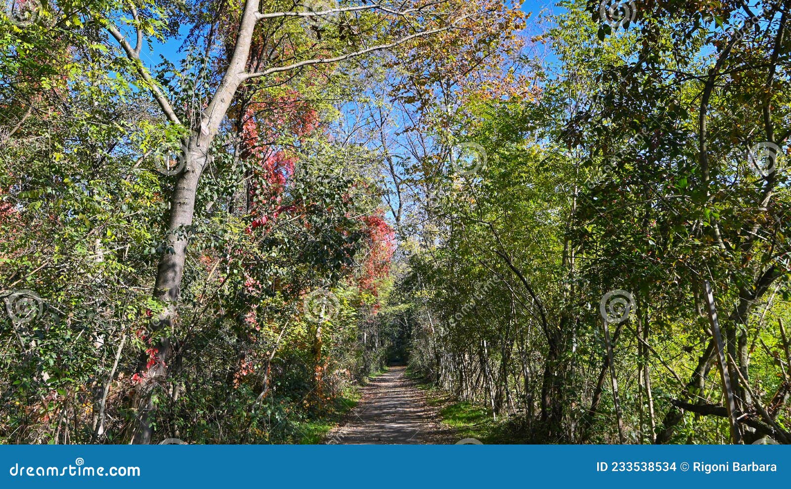 Forest in Summer, with Footpath and Trees Stock Photo - Image of ...