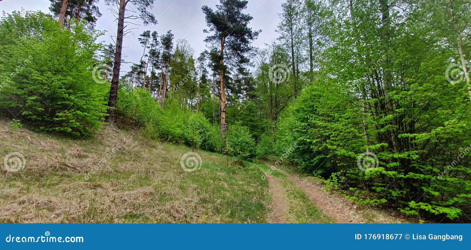 Forest Summer Leaves Trees Pathway Stock Image - Image of trees, forest ...