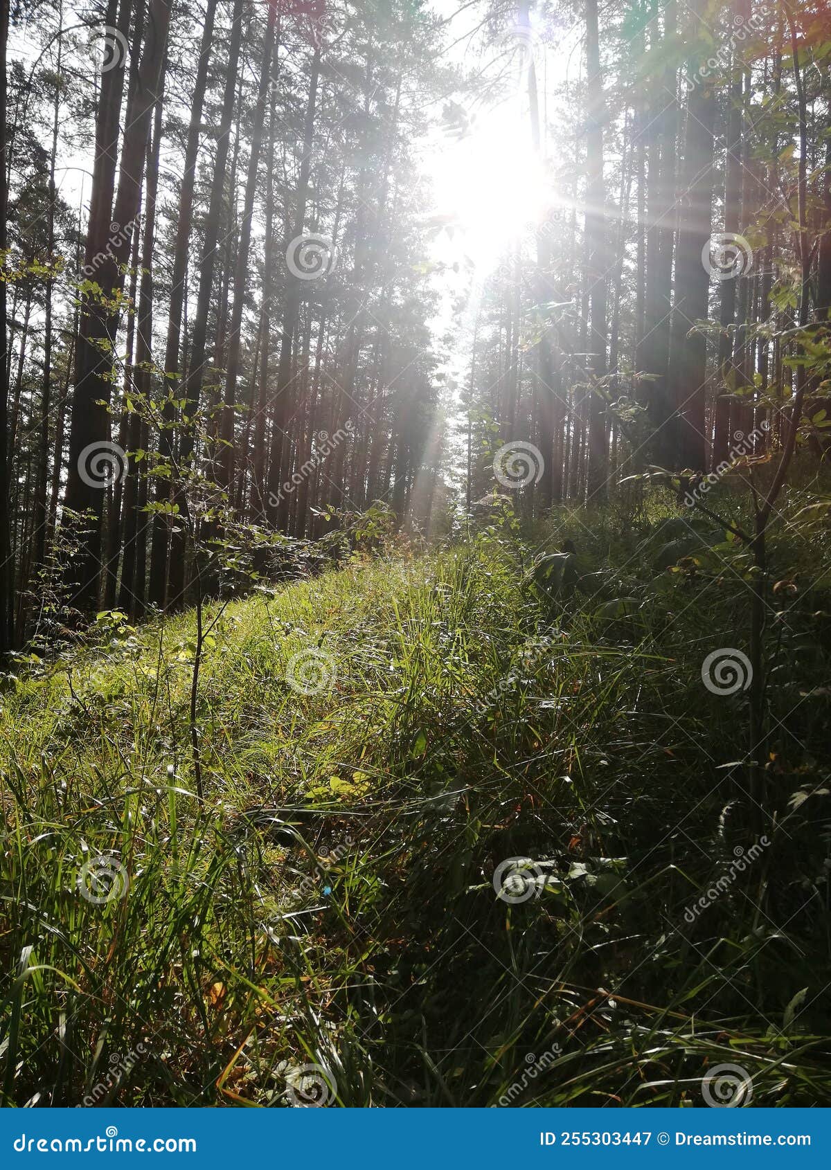 Forest Summer Morning in the Sun Stock Image - Image of sunlight ...