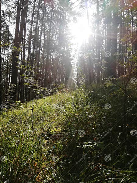 Forest Summer Morning in the Sun Stock Image - Image of sunlight ...